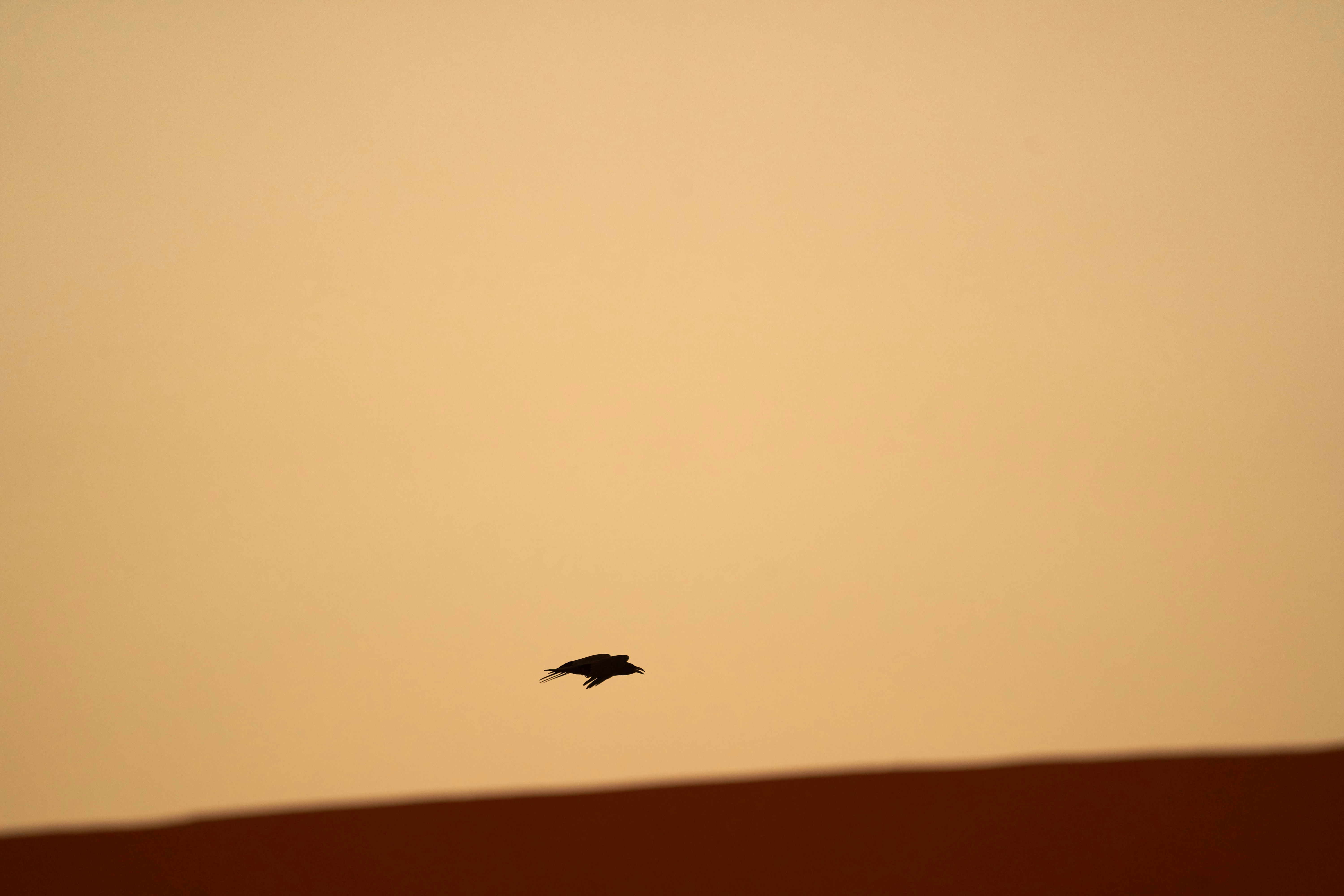 Desert Dune Glide: A Lone Bird Against a Tangerine Sky