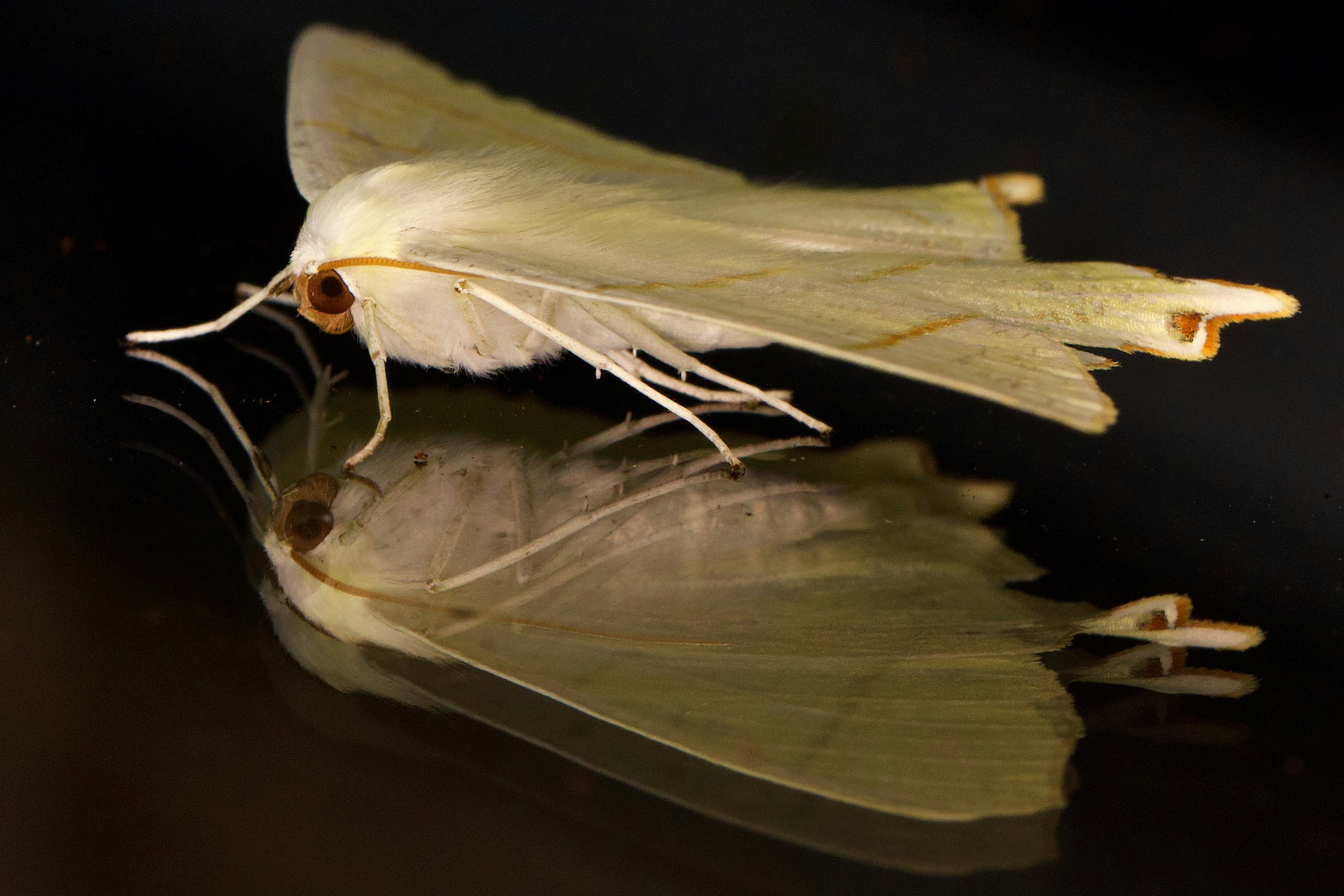 a white moth sitting on top of a black surface