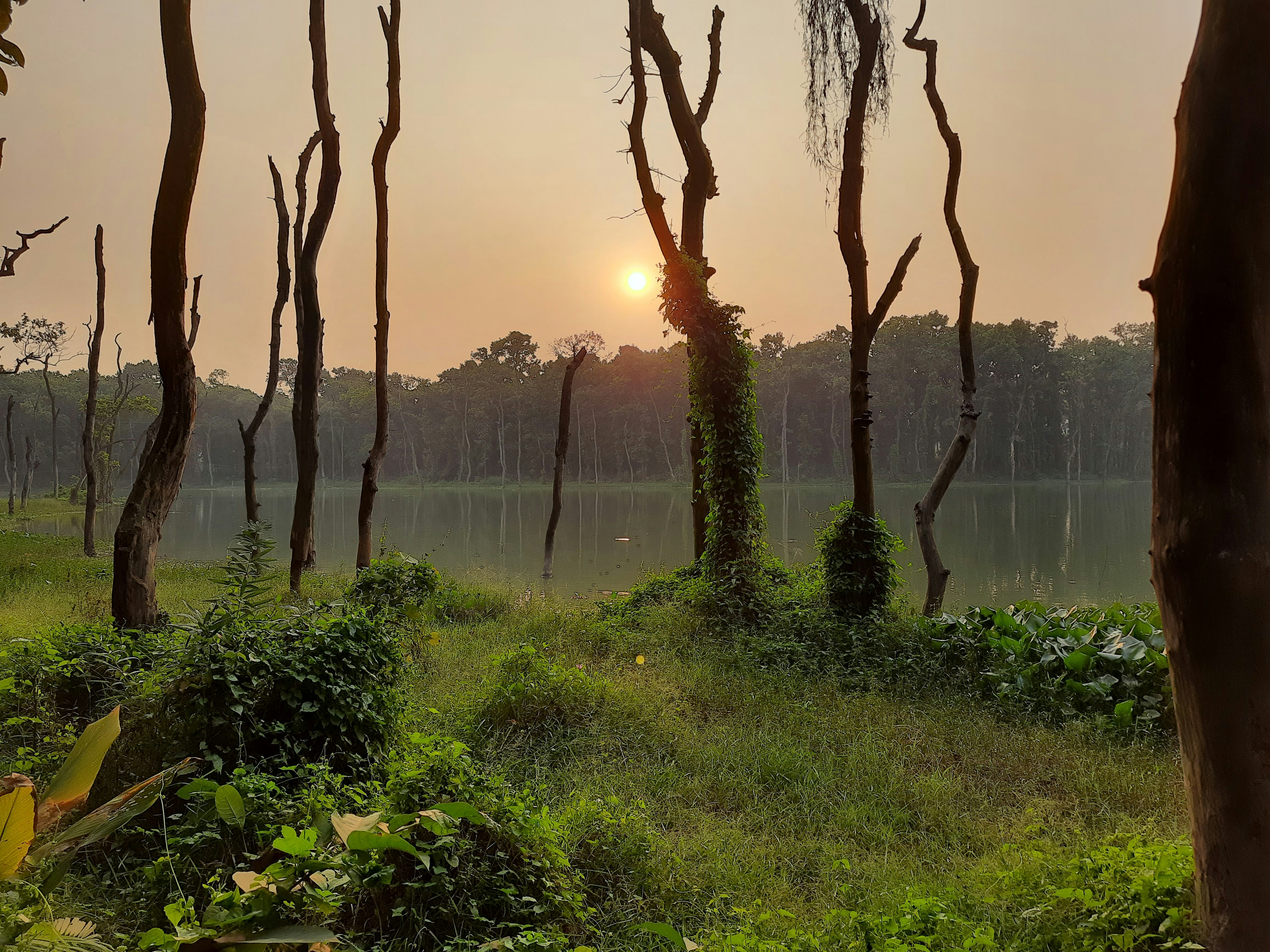 The sun is setting in the distance behind some trees photo – Free ...