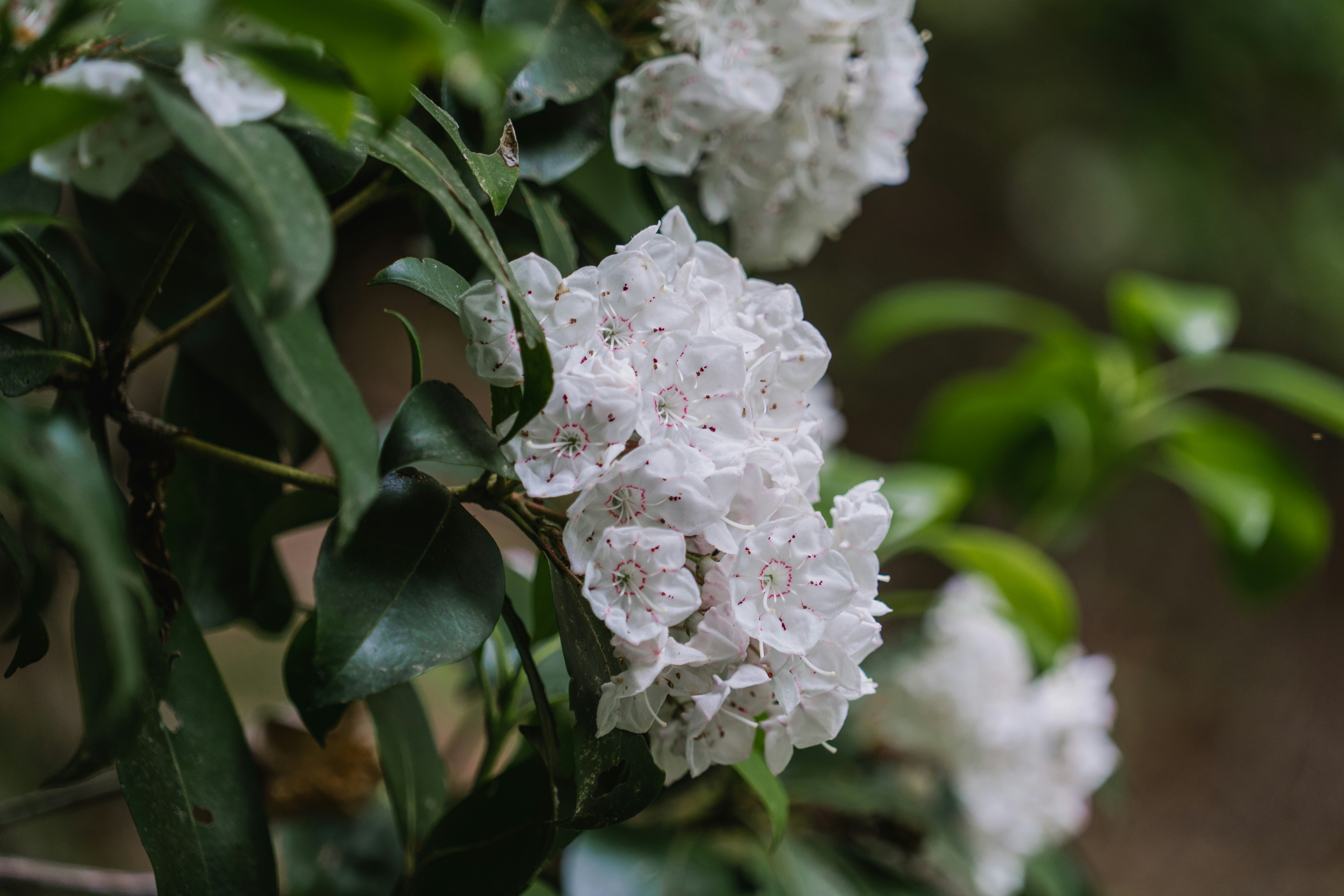 Flower Bush Pictures | Download Free Images on Unsplash