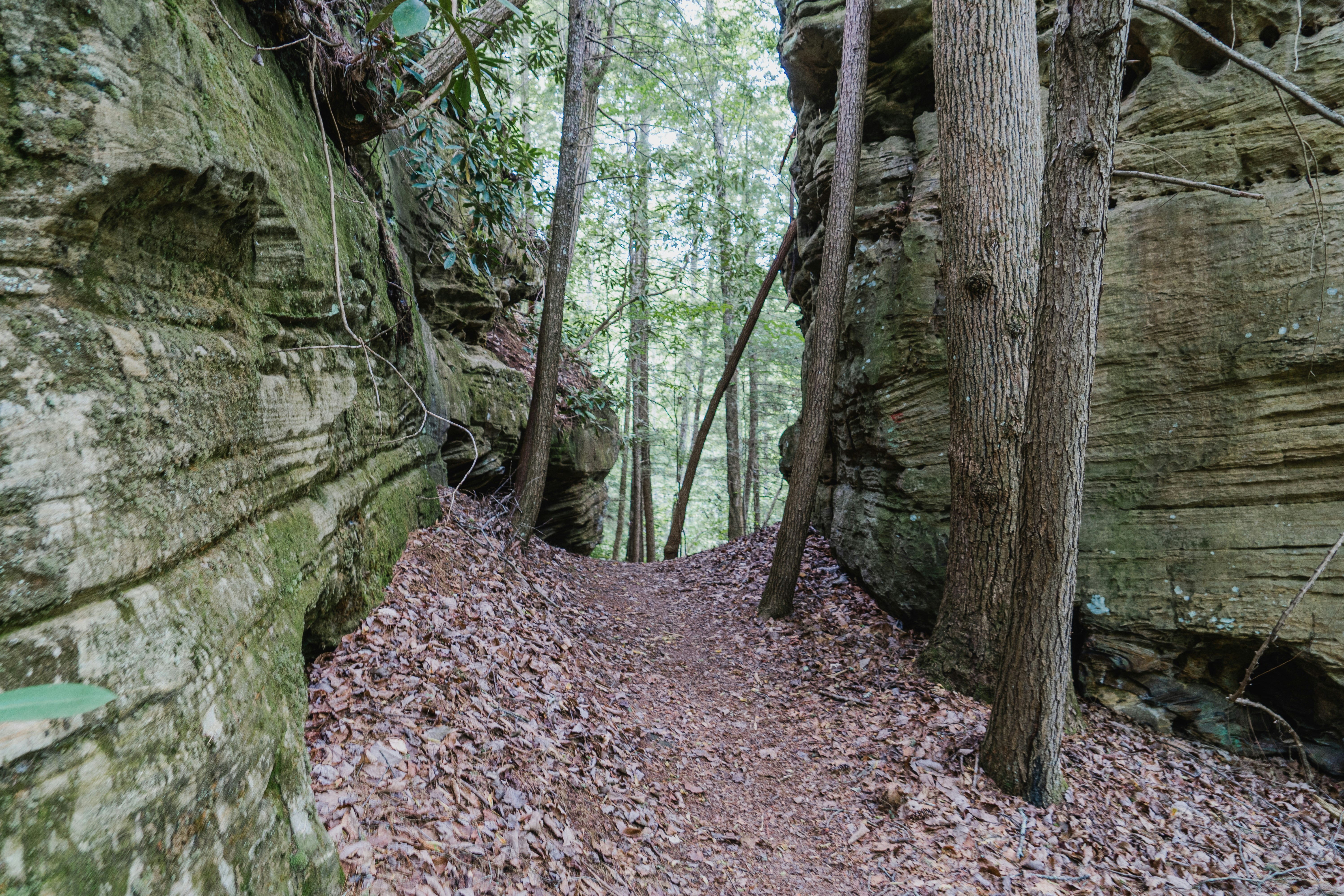 A trail winds through the woods between large rocks photo – Free Trail ...