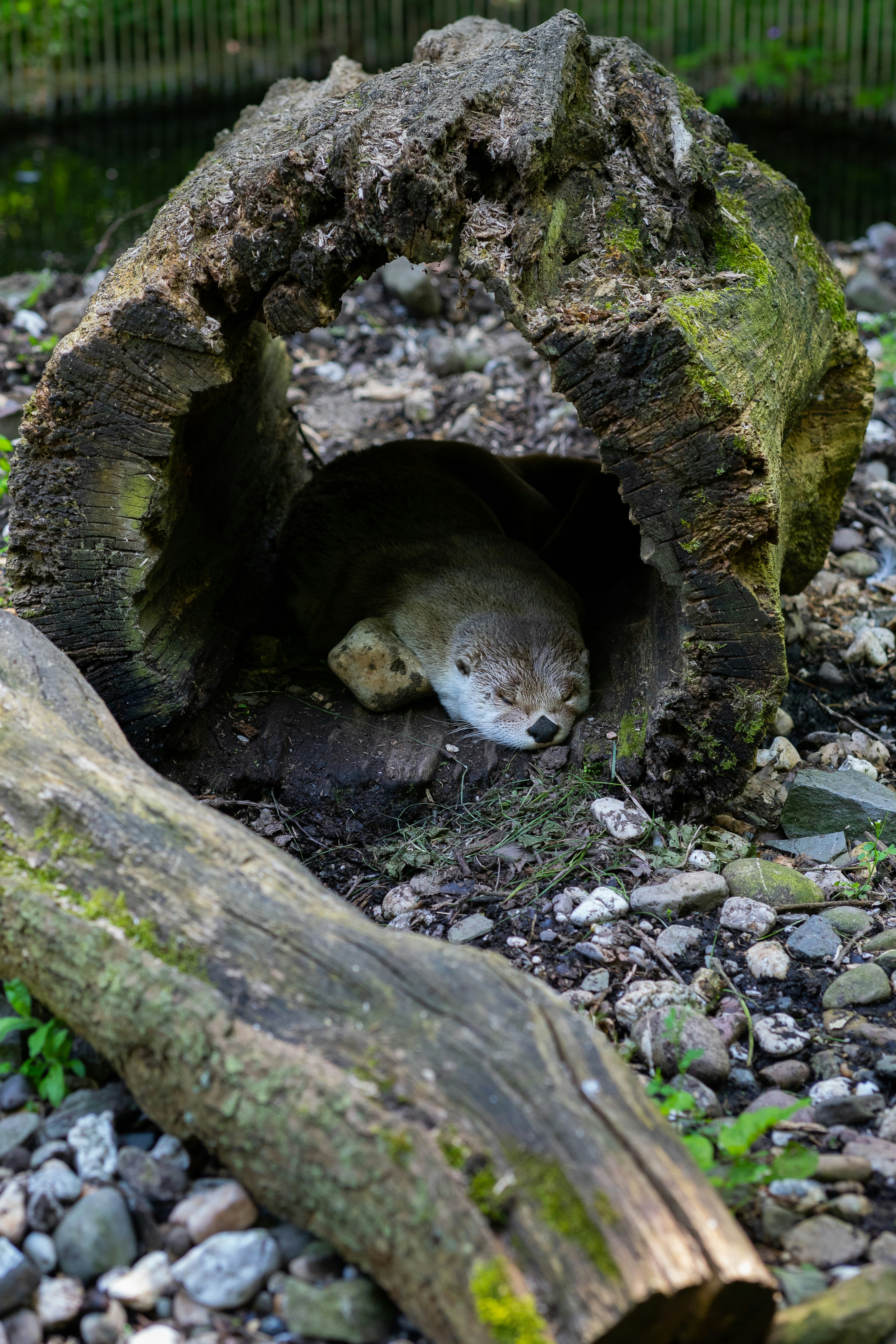 Mossy Tunnel Rest: a sleeping otter pup in a moss-covered log den