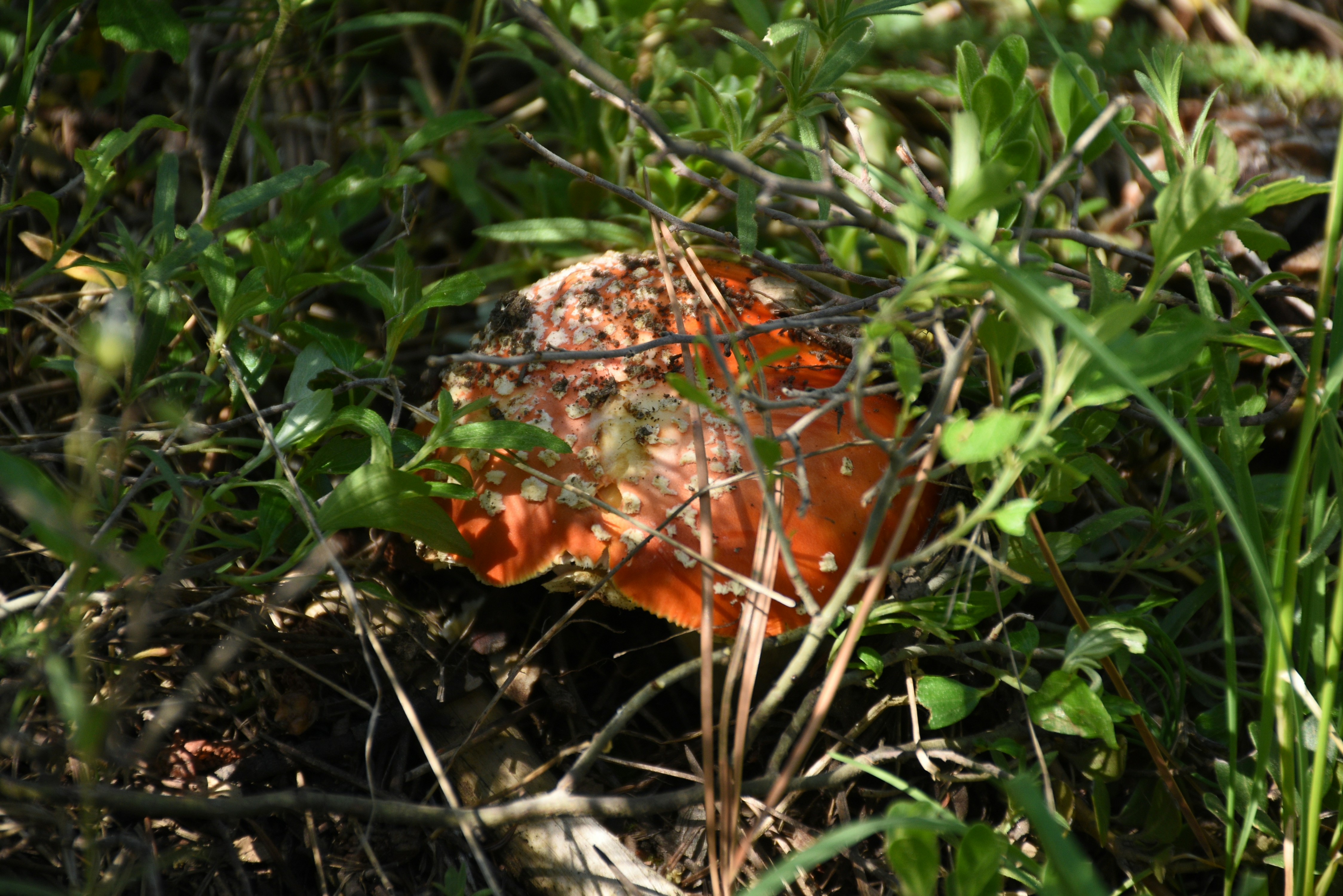 Lookout Mountain Nature Center, Golden, Colorado, USA