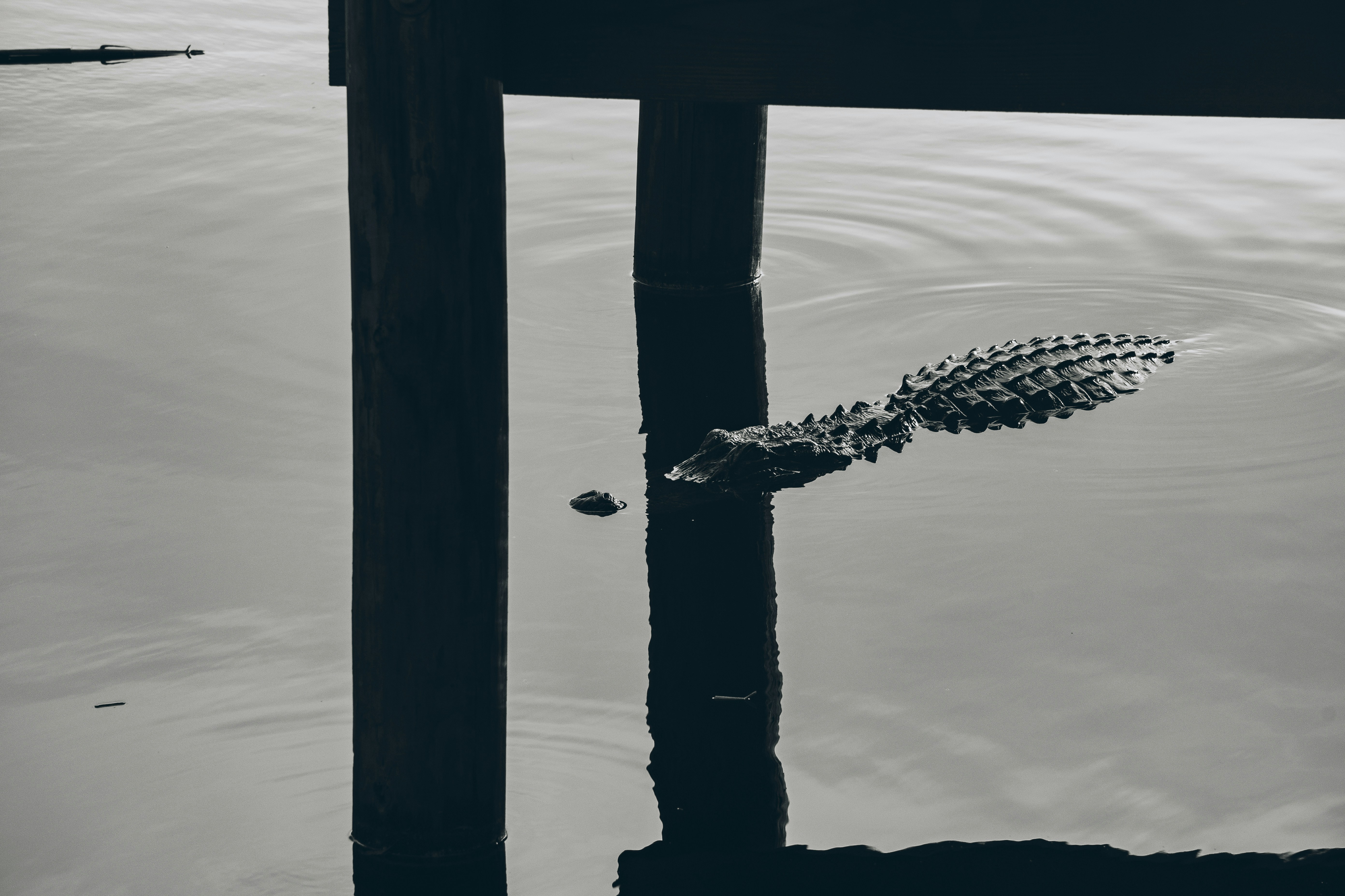 Tide-Trimmed Piers: A Quiet Moment Beneath Weathered Beams