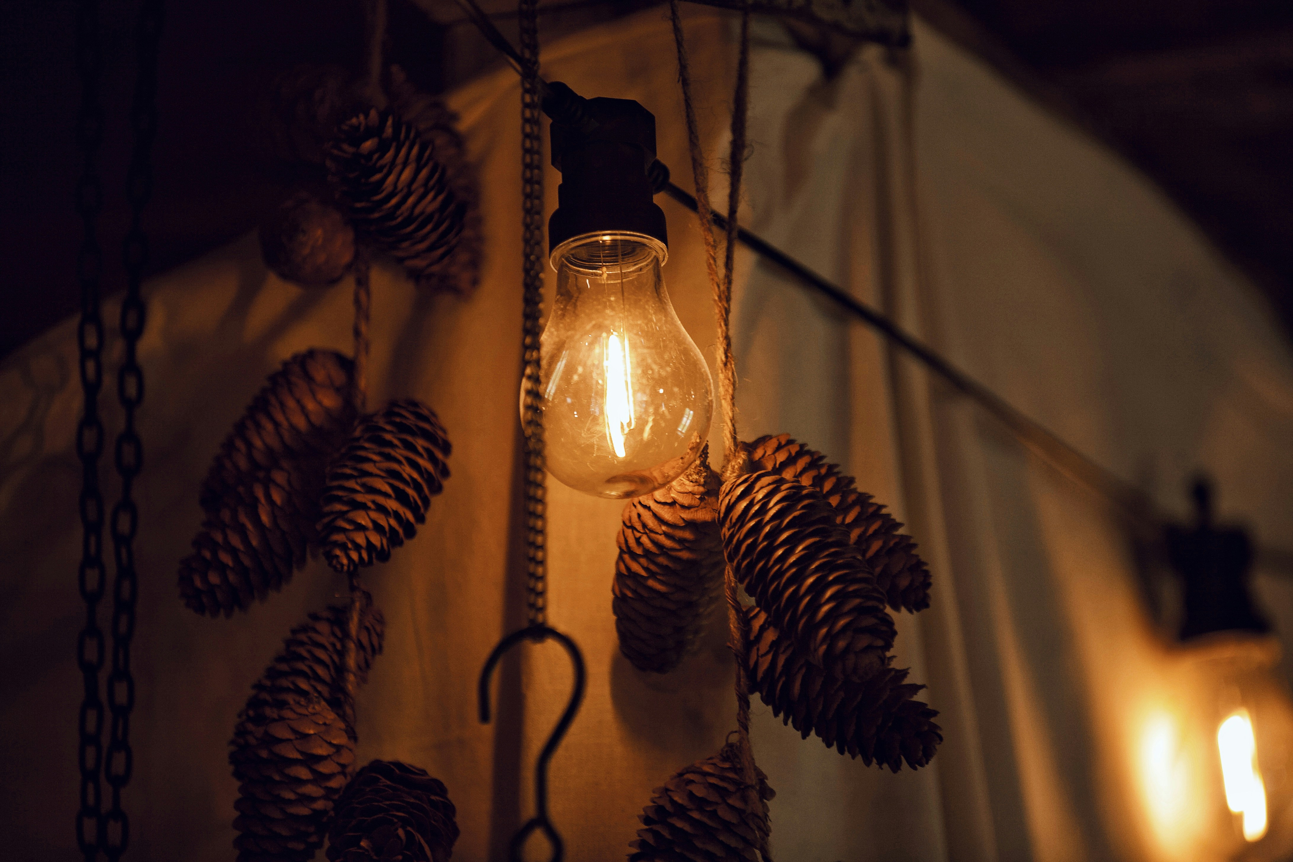 Glow Among Pines: A Hanging Bulb in a Rustic Corner