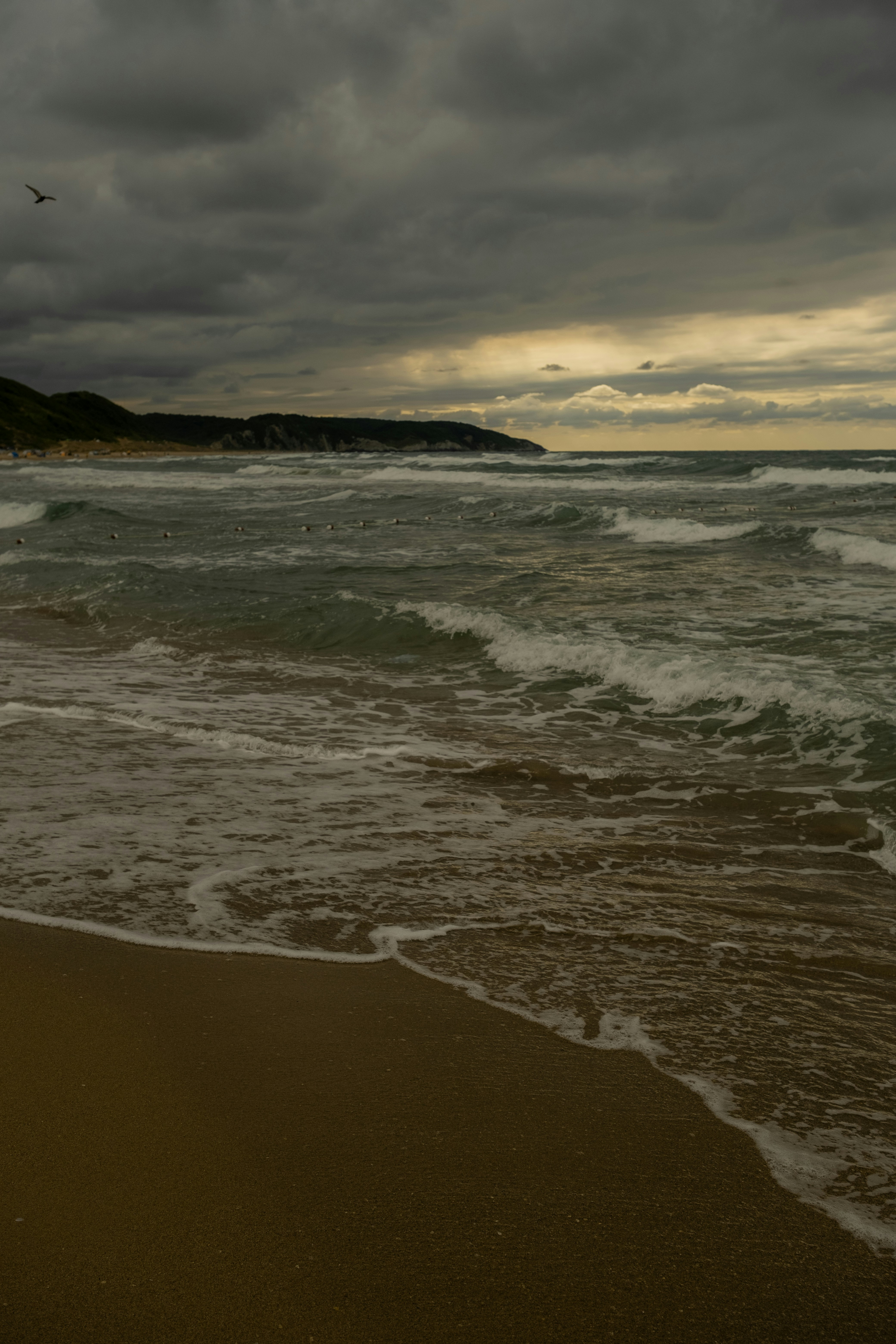 曇りの日に海の上を飛ぶ鳥の写真 – Unsplashの浜の無料画像