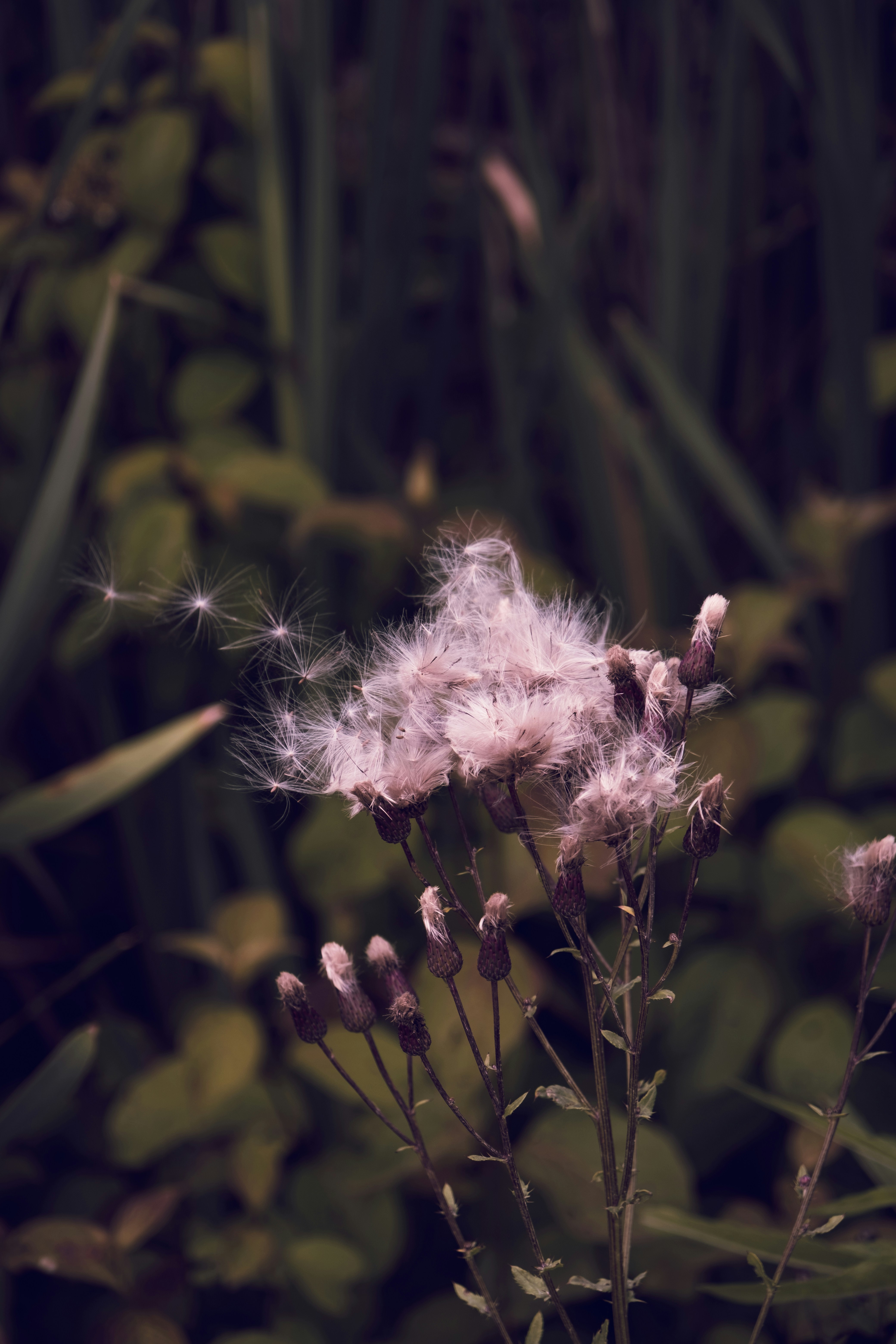 Whispers of Nature's Fragility