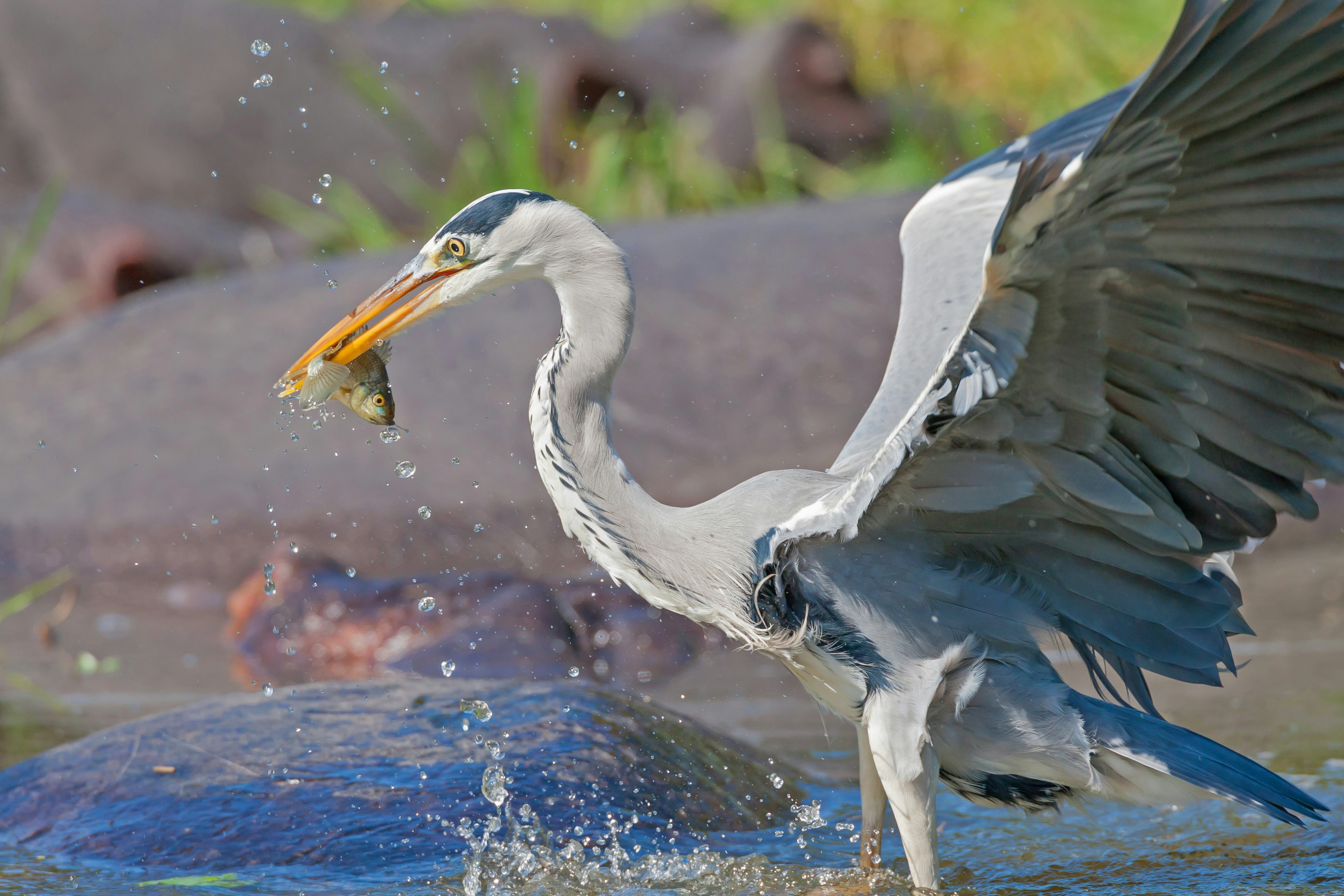 Grey heron with wings spread grasps a fish in a sunlit pool, water droplets frozen mid-splash. A natural wildlife moment captured with sharp detail.