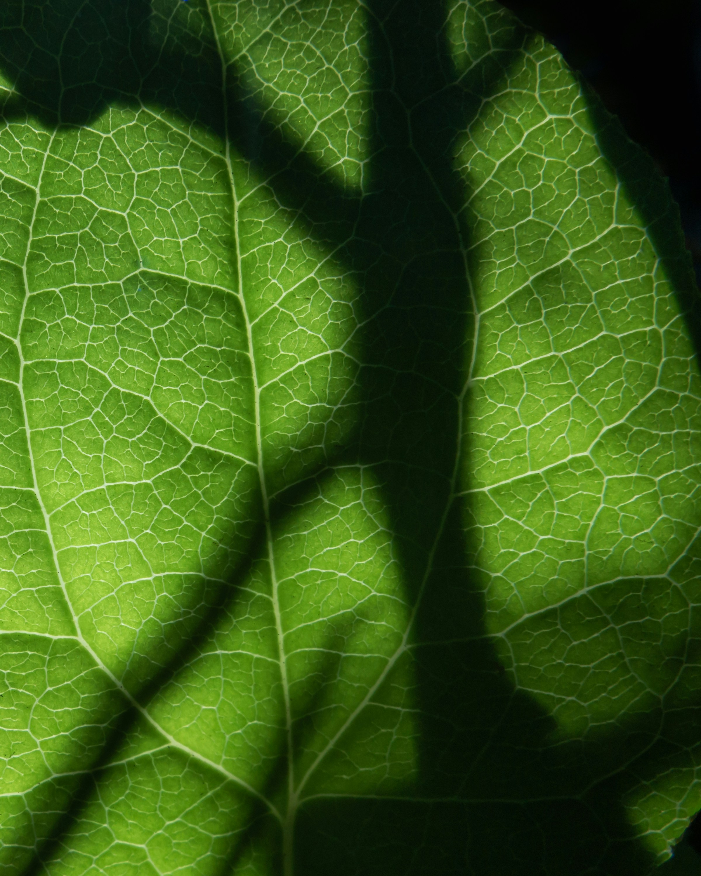 Close-up of a green leaf revealing its intricate vein network with bold shadow patterns across the surface.