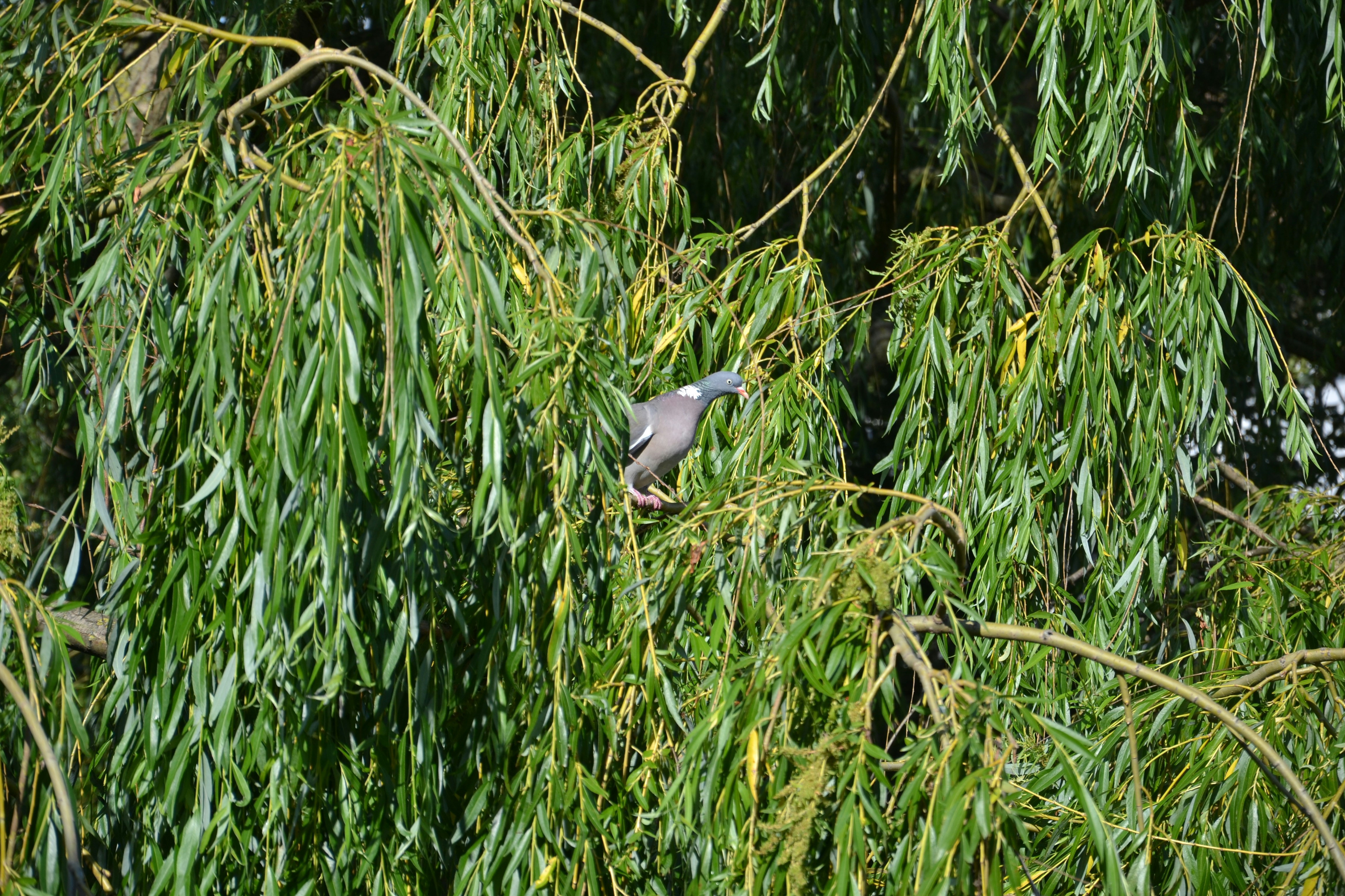 Dove Pause Amid Cascading Willow Veil