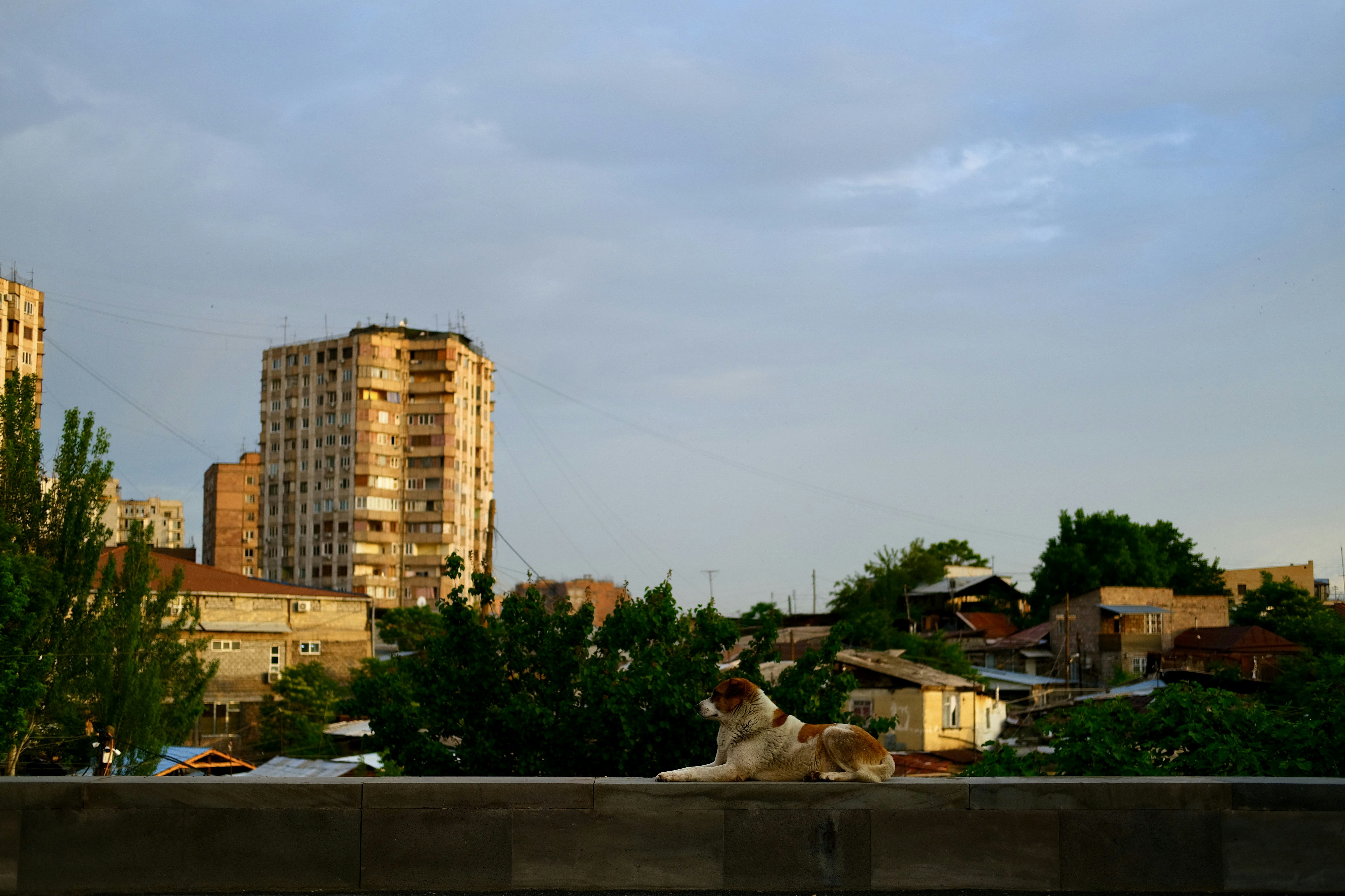 Rooftop Pause: A Dog Perches on the City Edge Beneath Rising Blocks