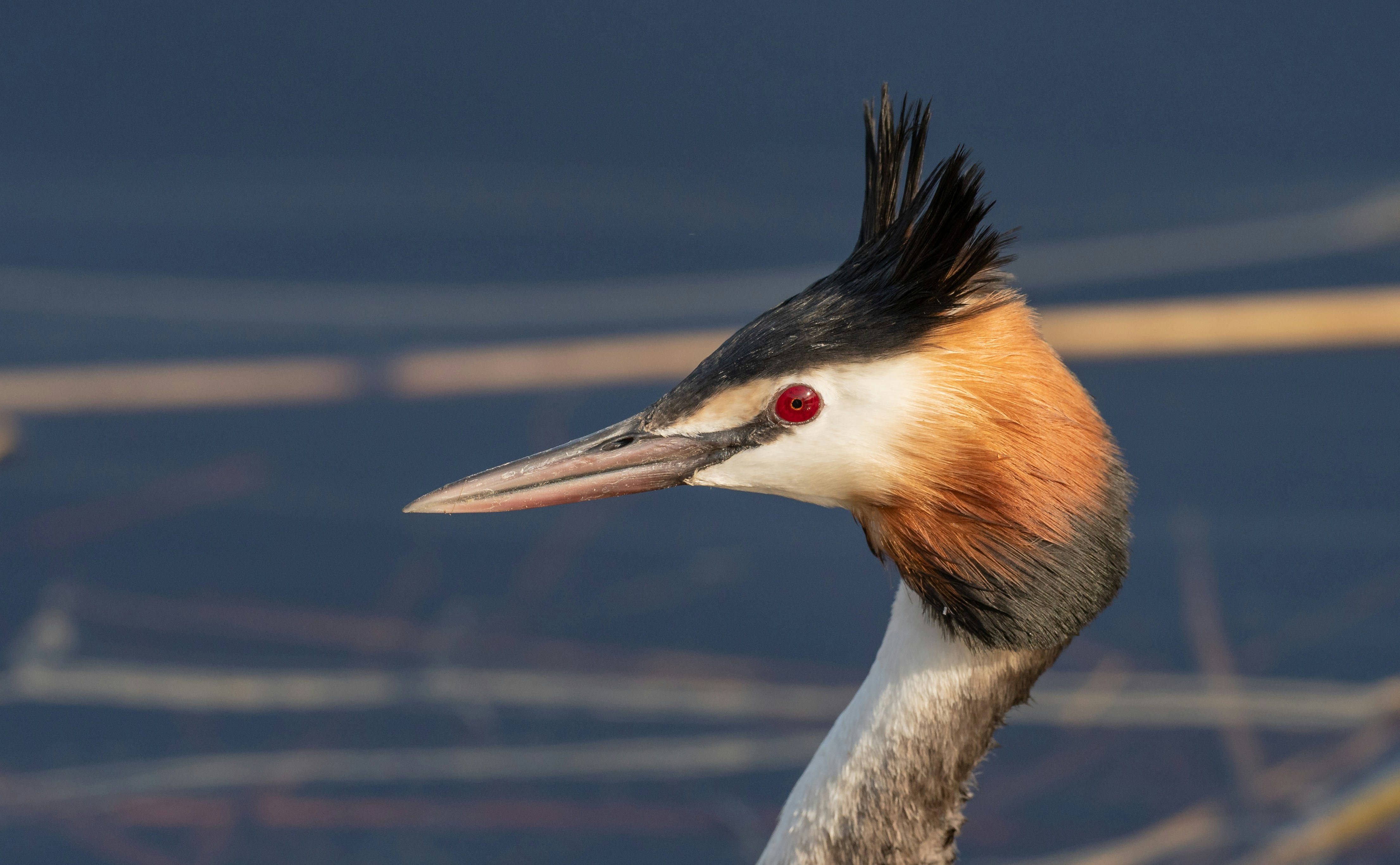 Profile of a Great Crested Grebe: Fire-orange Neck and Crimson Eye by Quiet Waters