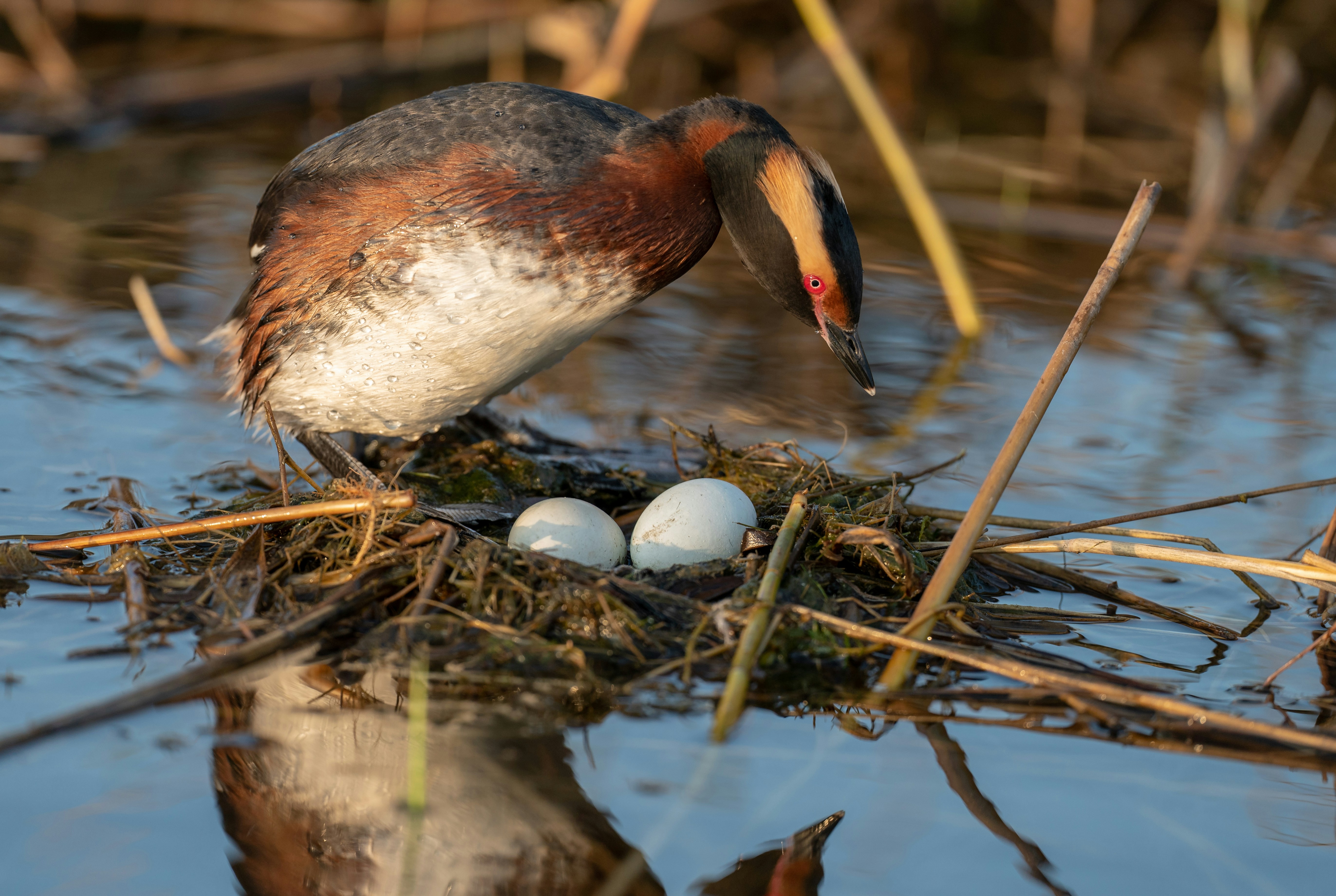 Un pájaro parado encima de un nido lleno de huevos foto – Imagen de ...