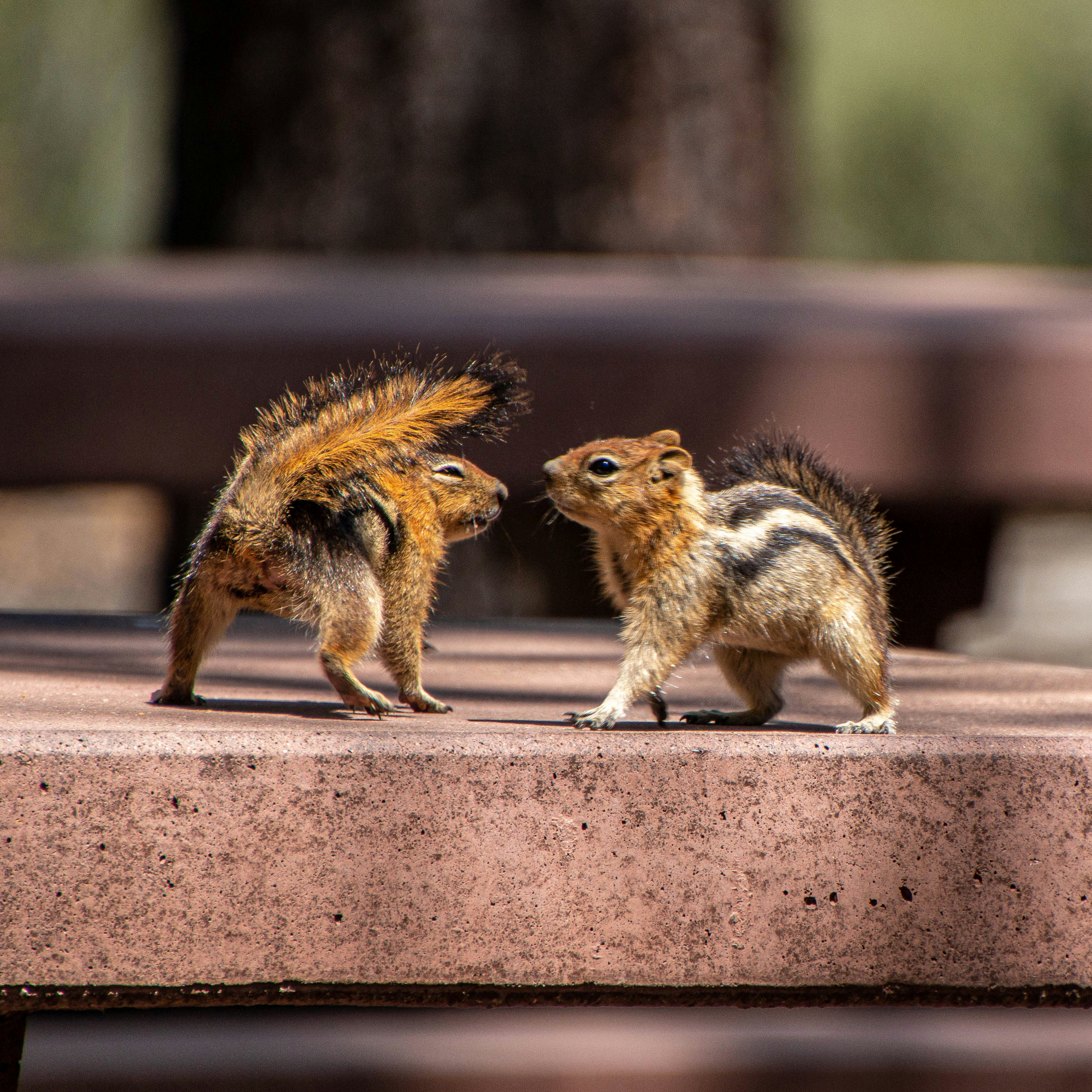 A couple of small animals standing on top of a cement slab photo – Free ...