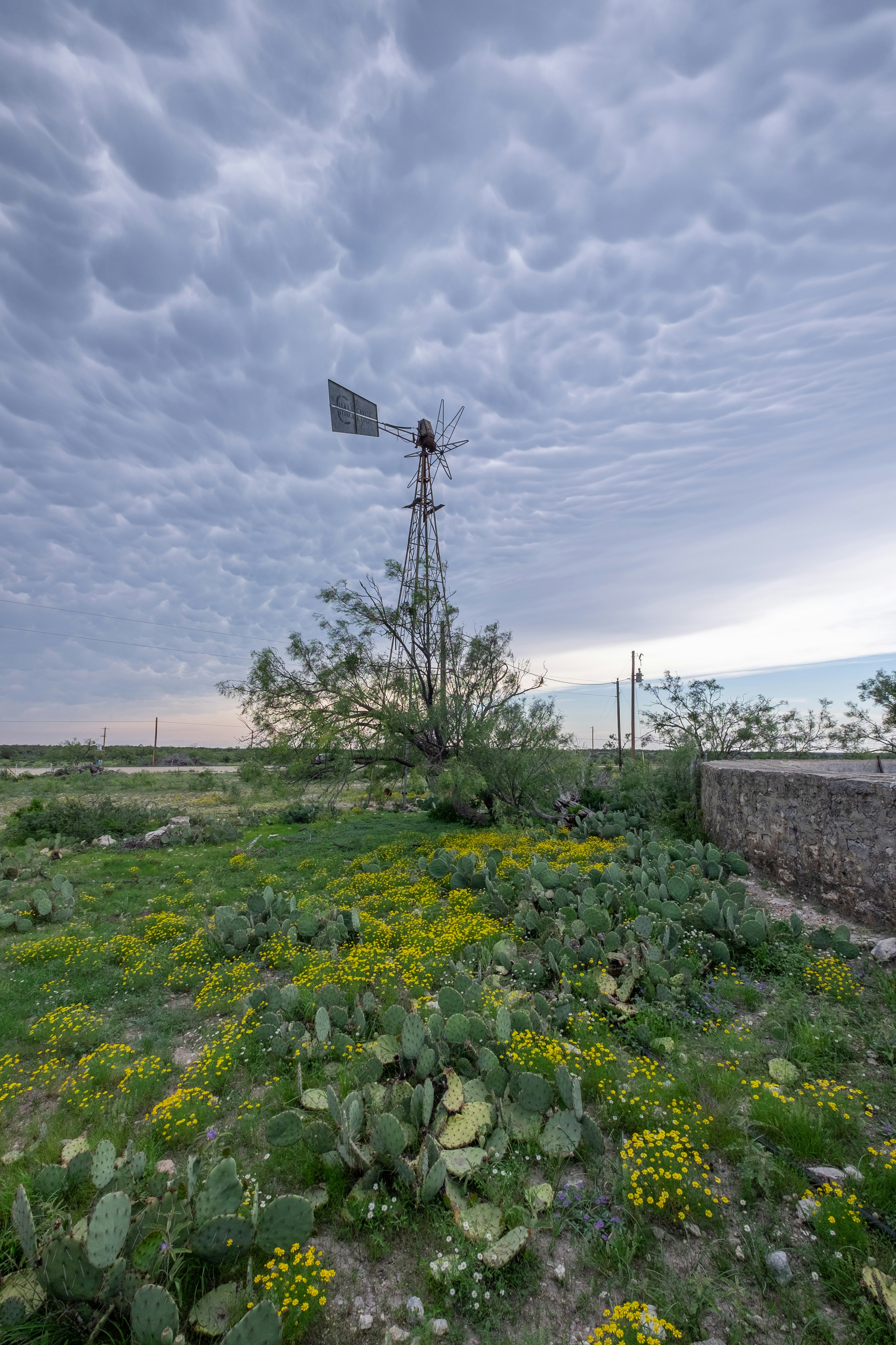 Windmill silhouette over cactus bloom under an undulating sky