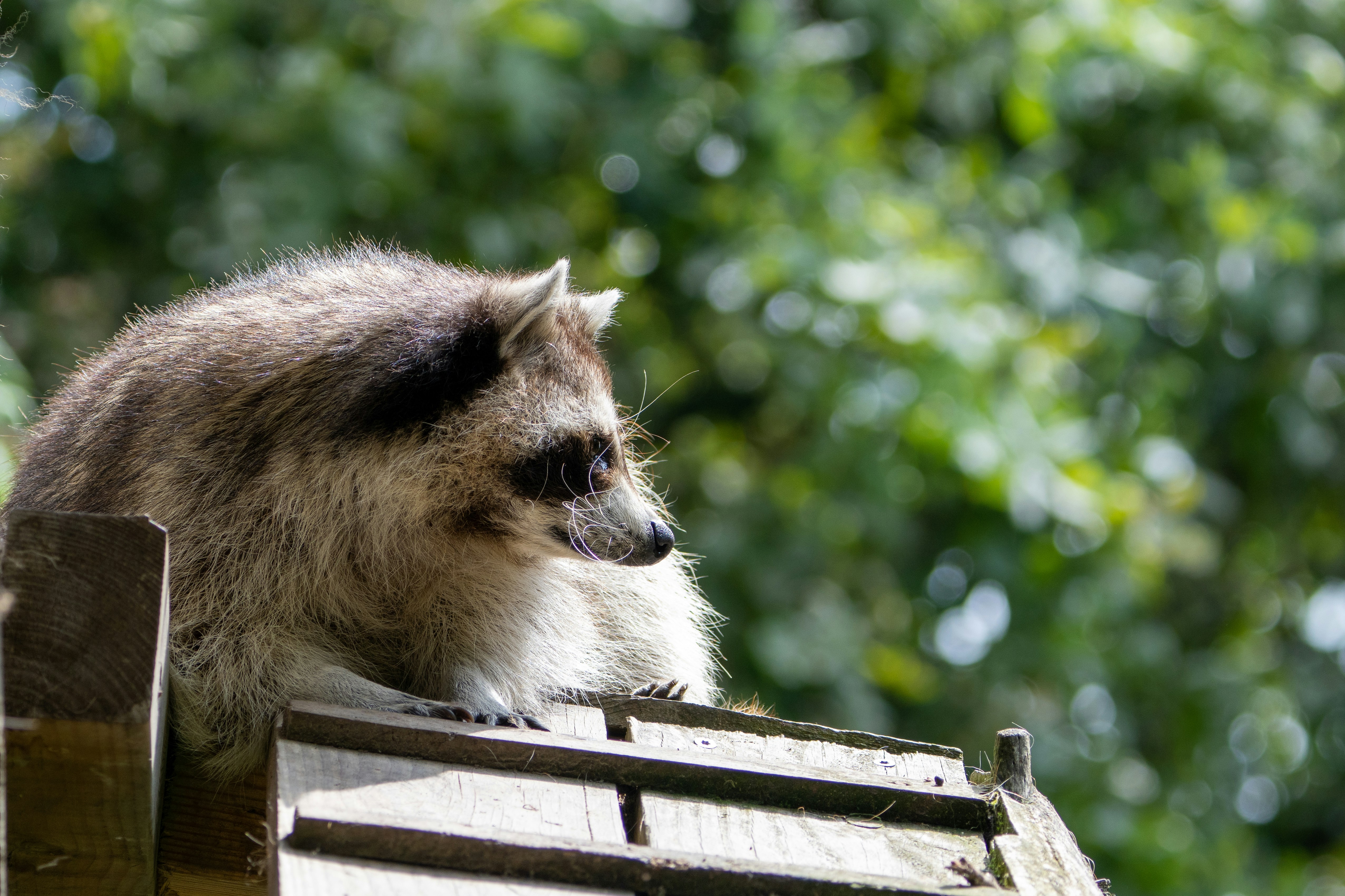 Un mapache sentado encima de una estructura de madera foto – Imagen de ...