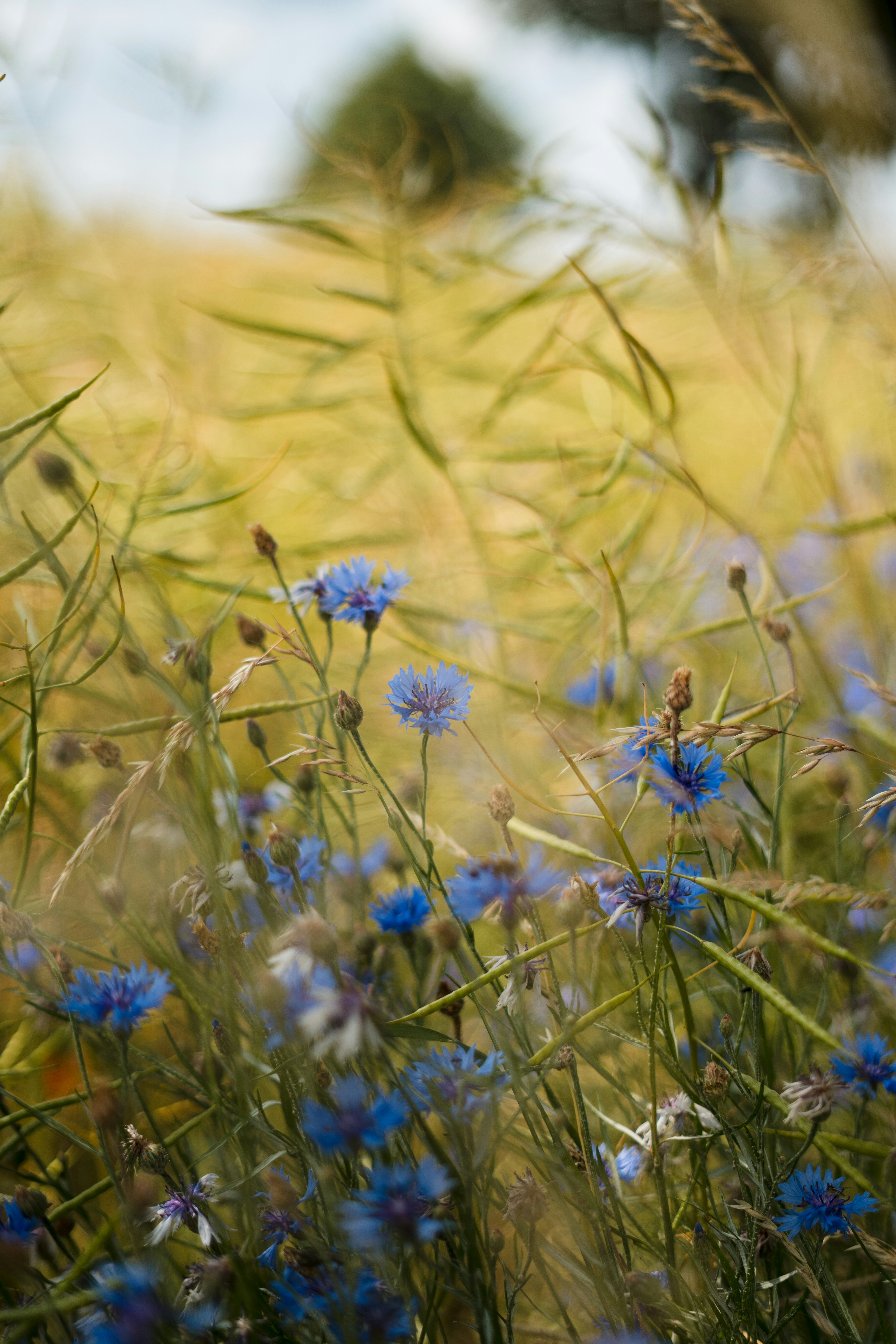 Blue wildflowers amidst tall grasses under a softly blurred sky.