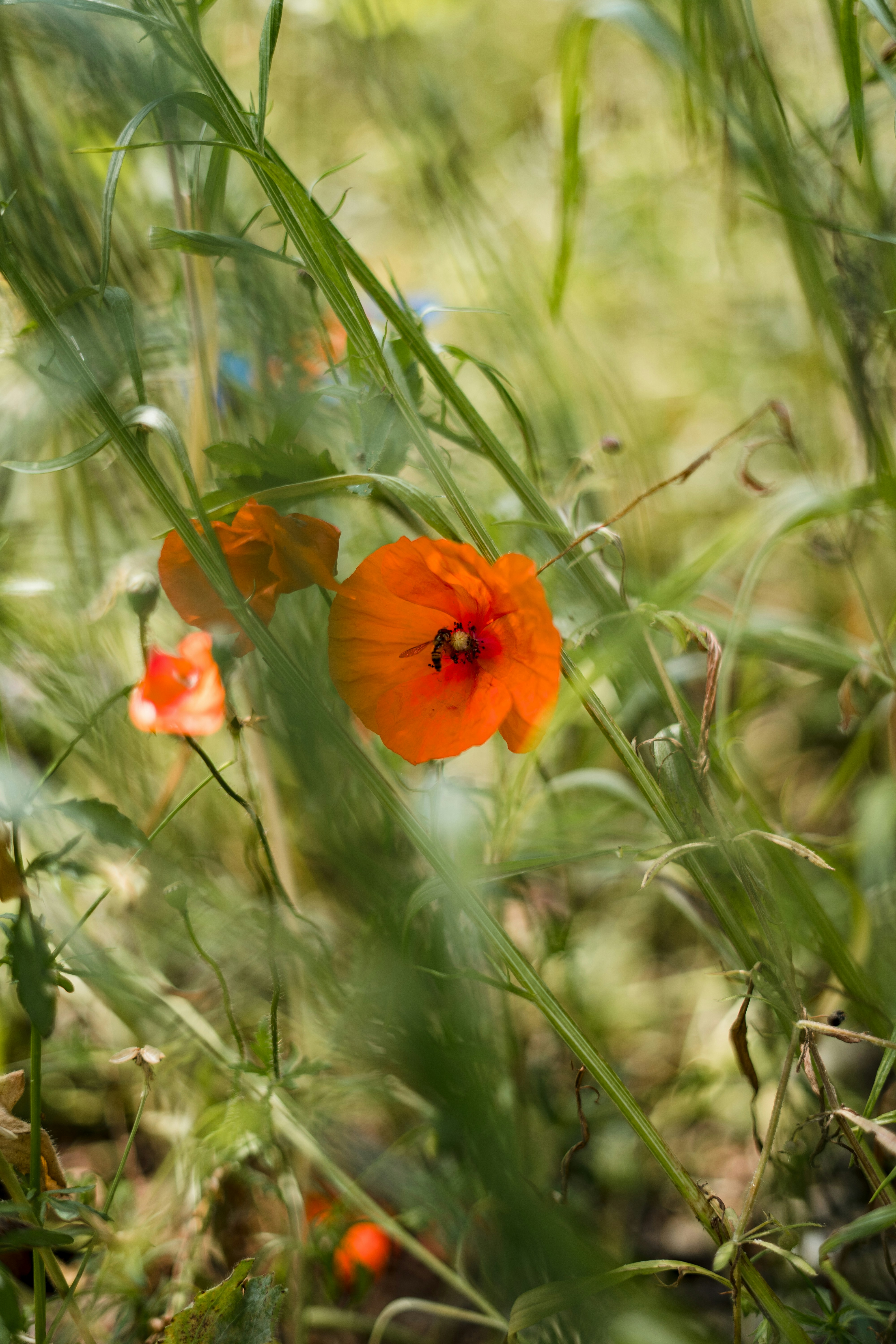 Bright orange poppy nestled amidst tall grass in a sunlit meadow.