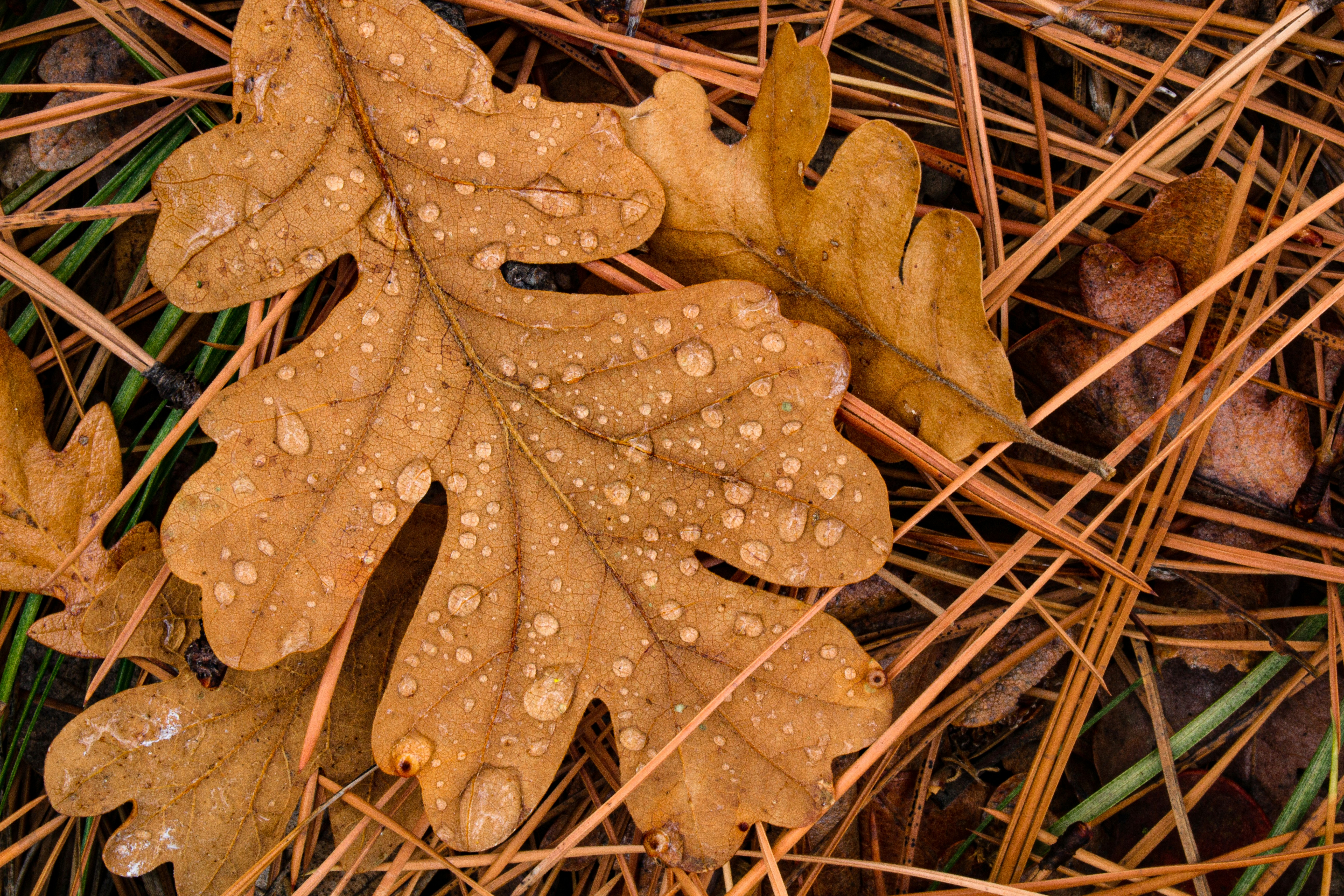 Amber Oak Leaf Adorned with Dew on Pine Needle Carpet