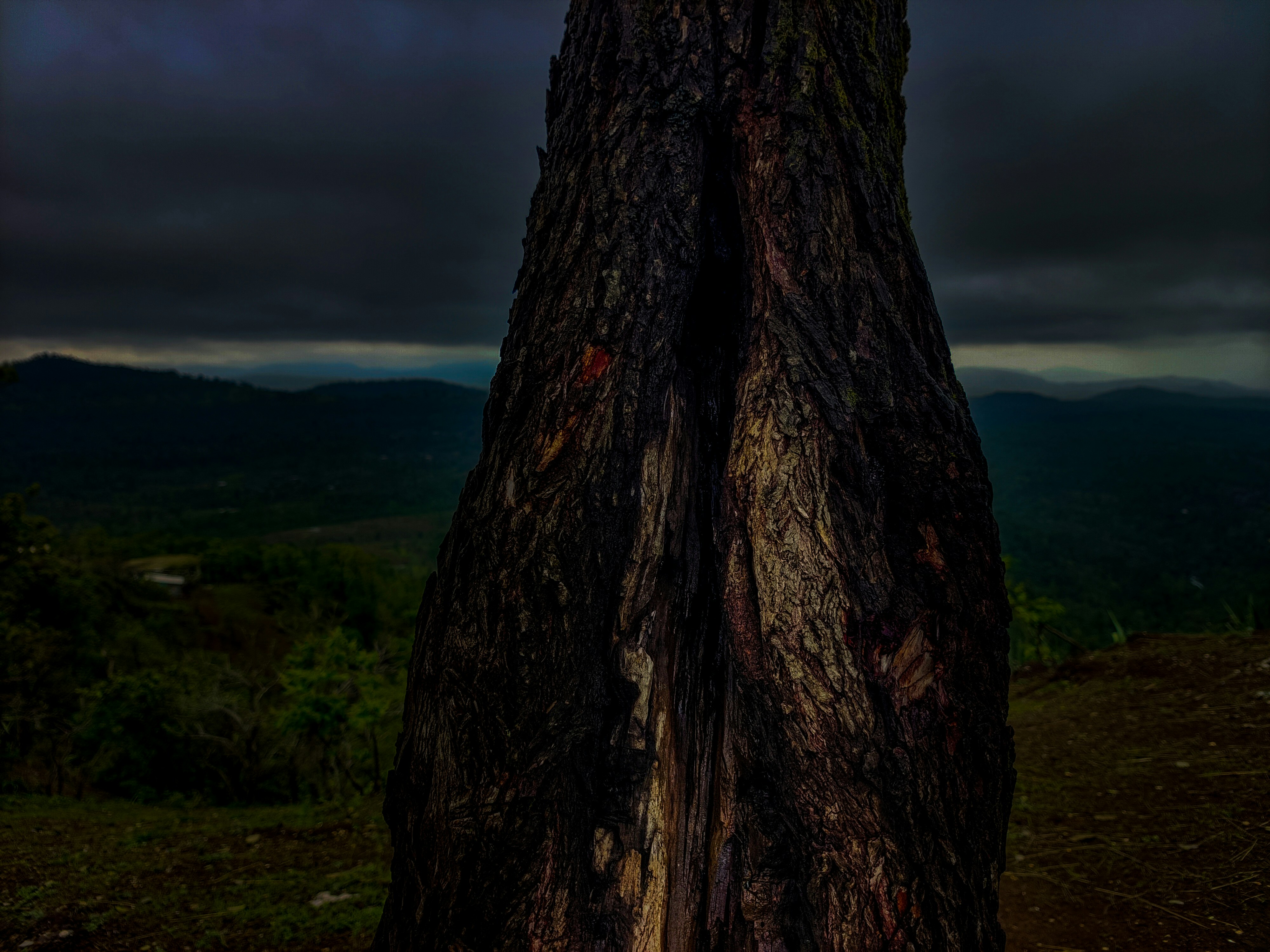 Forest Giant: A Lone Trunk Reigning Over Twilight Valleys