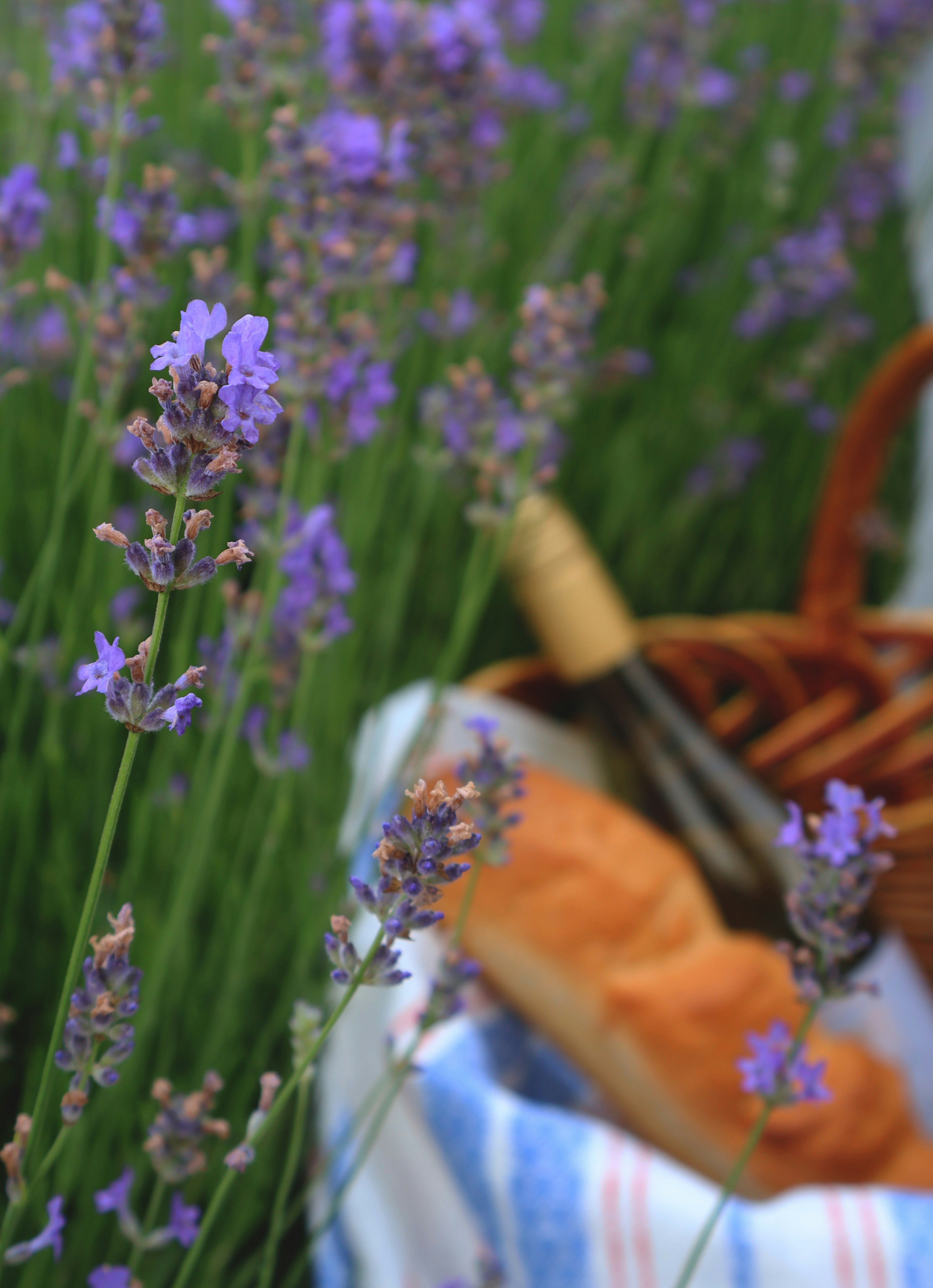 Lavender Lane Picnic: Quiet Blooms Framing a Rustic Basket