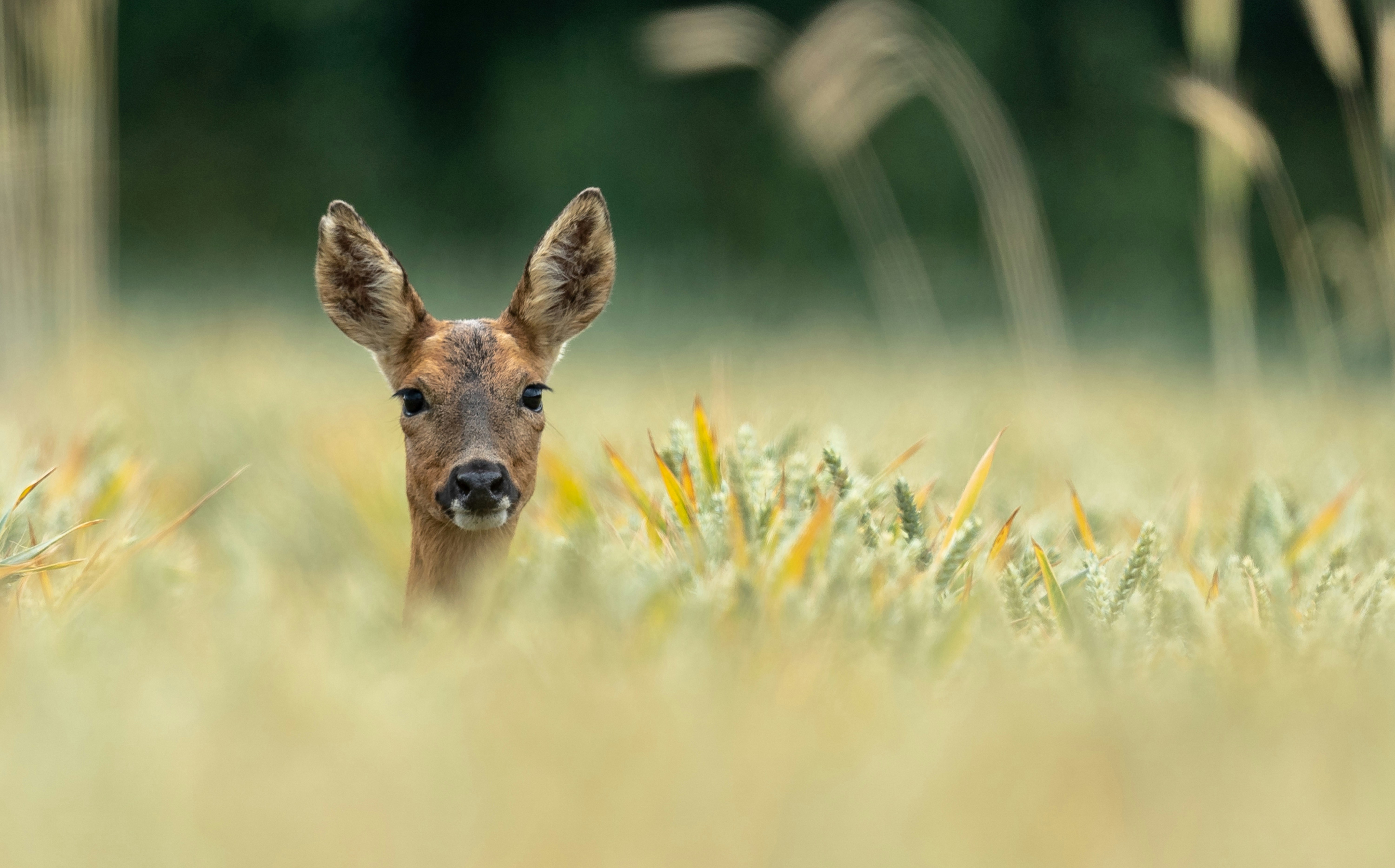 A small deer standing in a field of tall grass photo – Free Animal ...