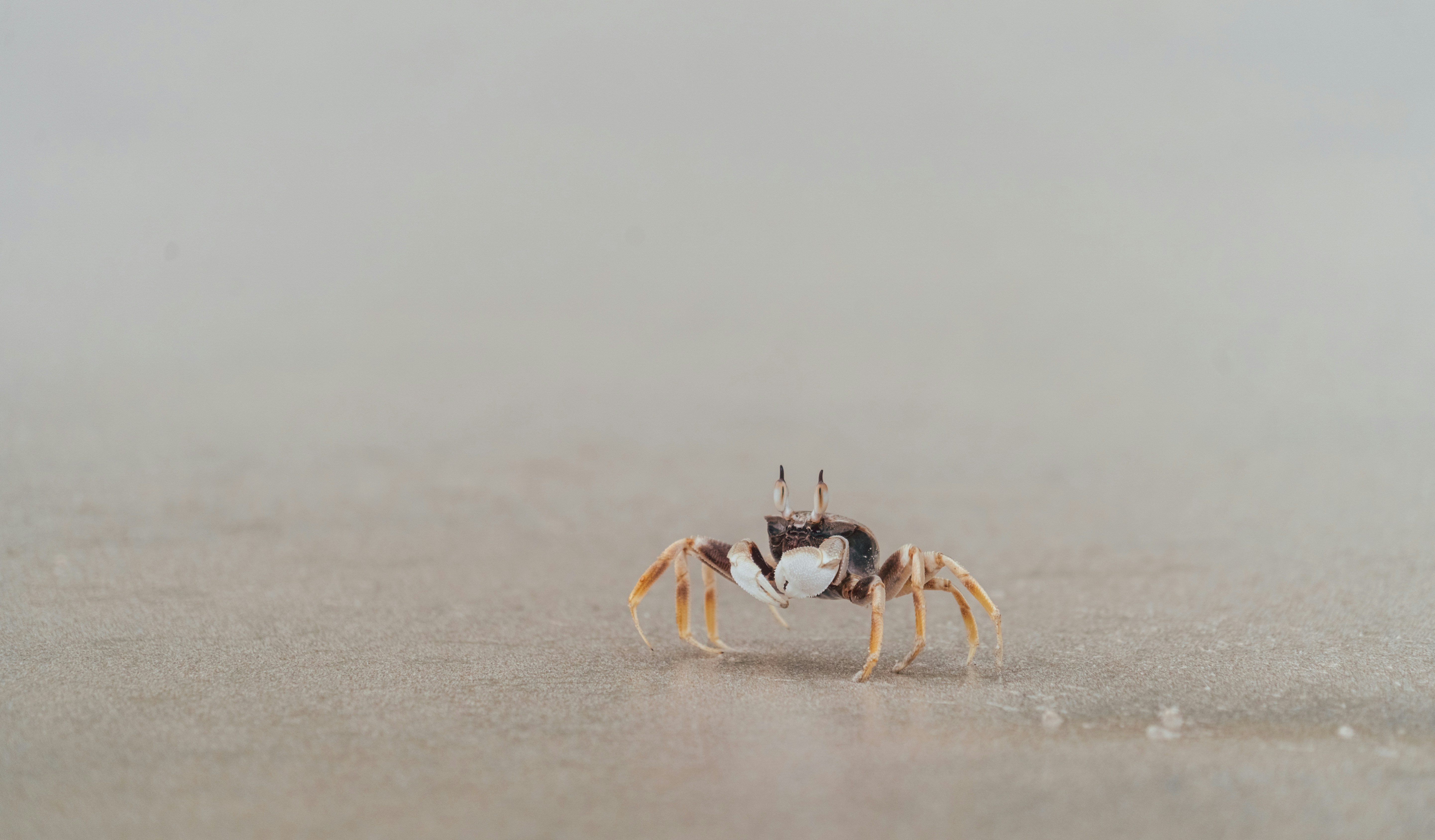 A crab walks along wet sand