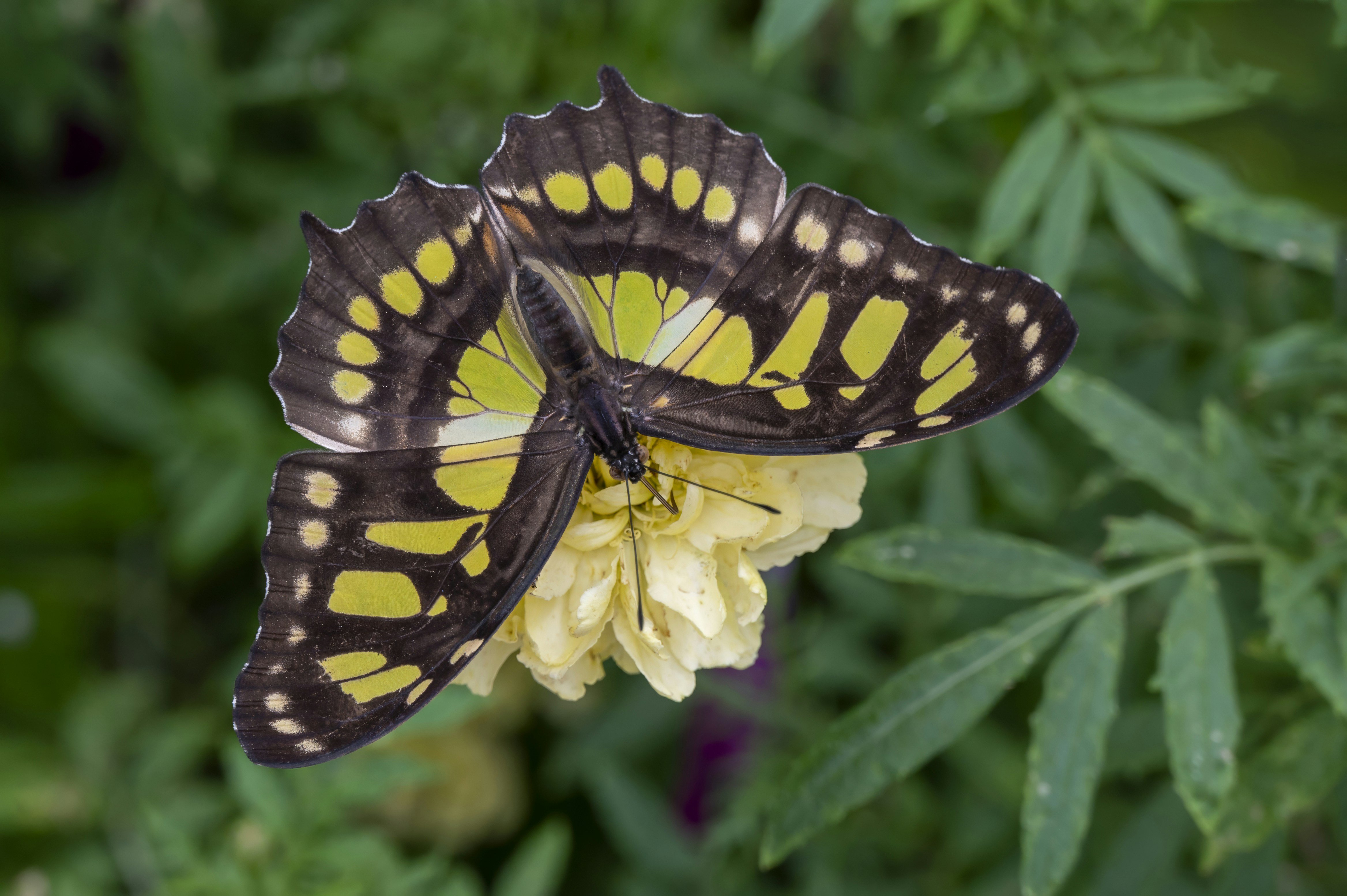 Yellow-Spotted Swallowtail on a Cream Blossom in a Quiet Garden
