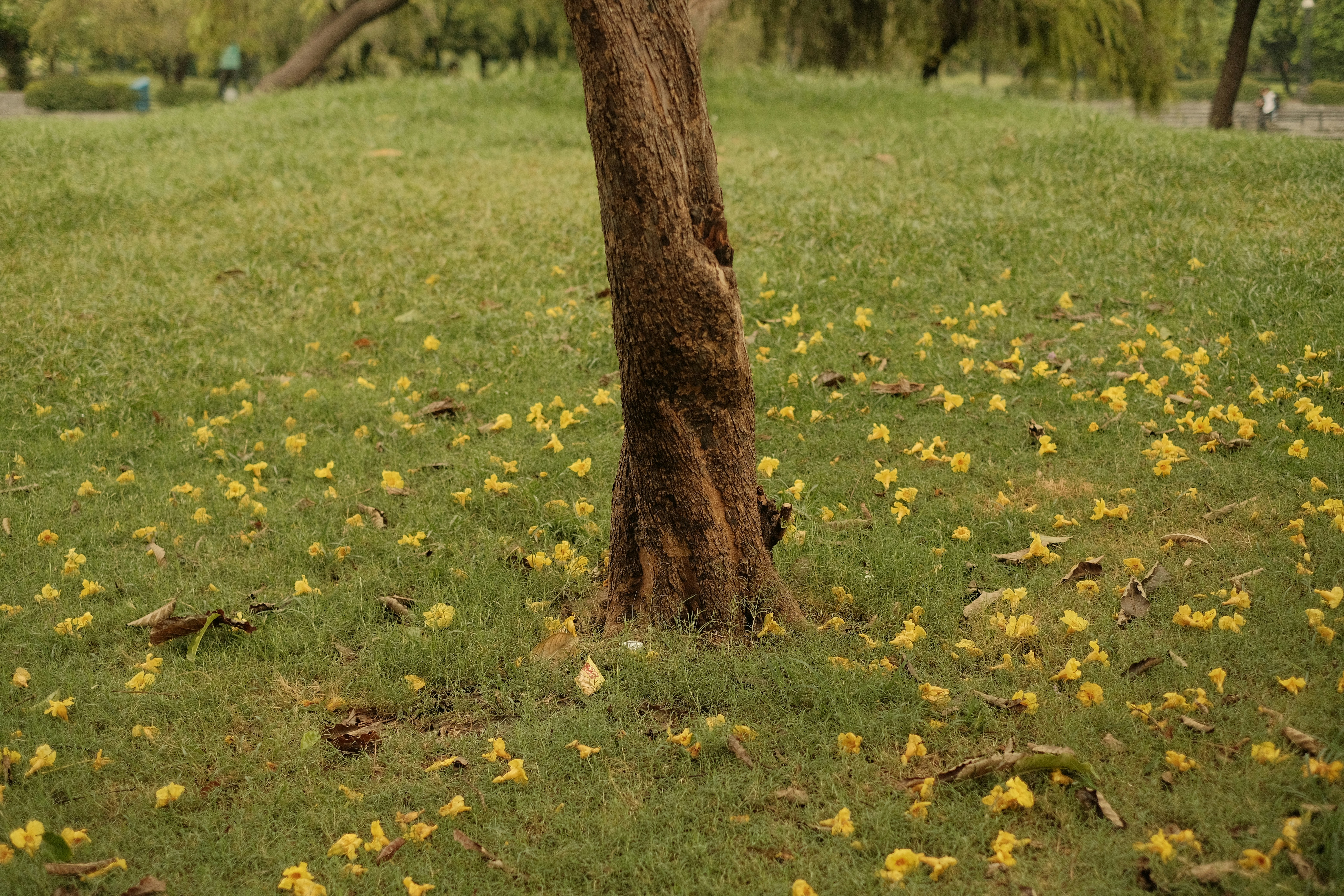 Anchor in a Meadow of Yellow Confetti