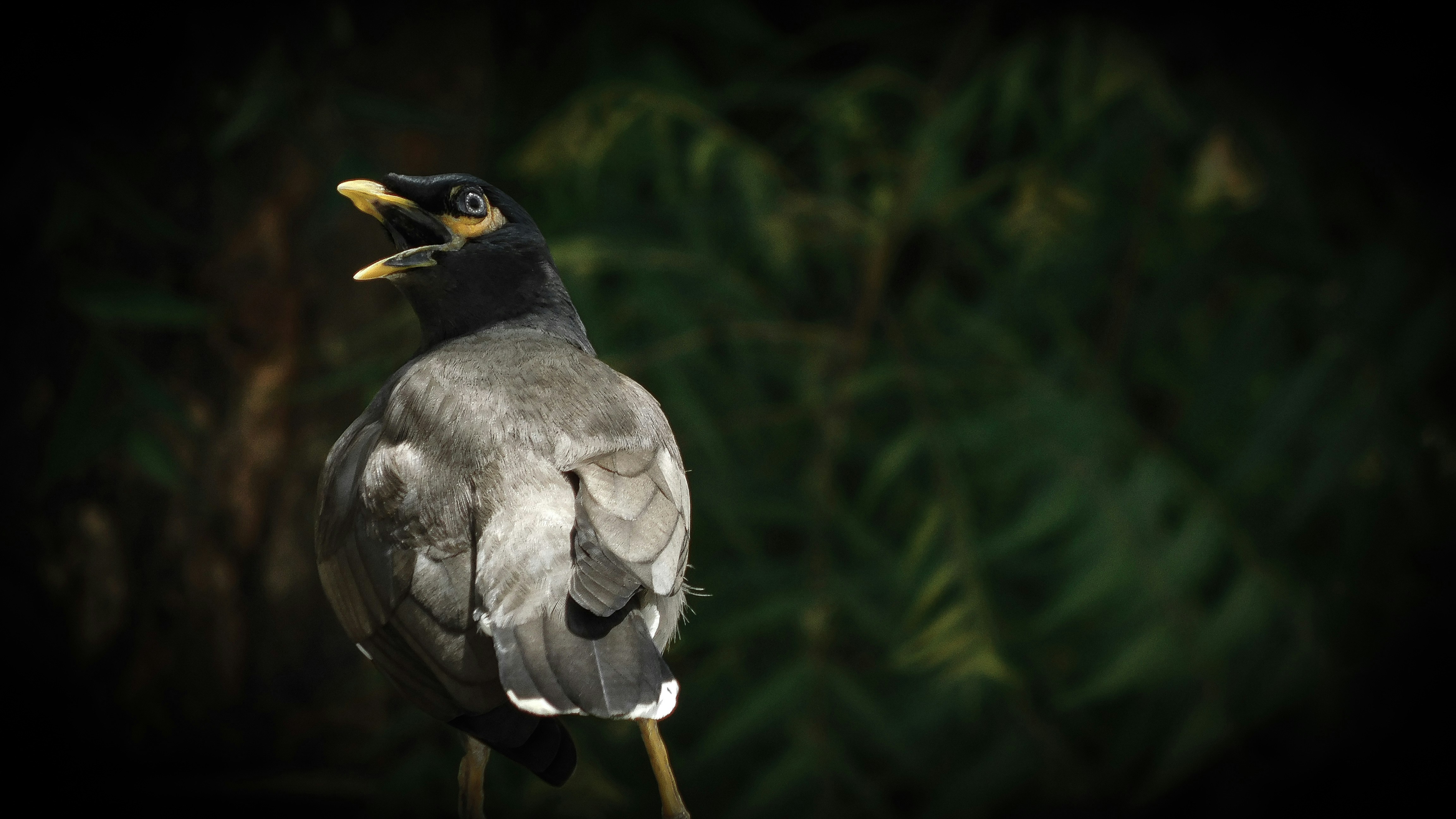 Open-Beak Sentinel: A Crow Deliberates Amid Velvet Green Foliage