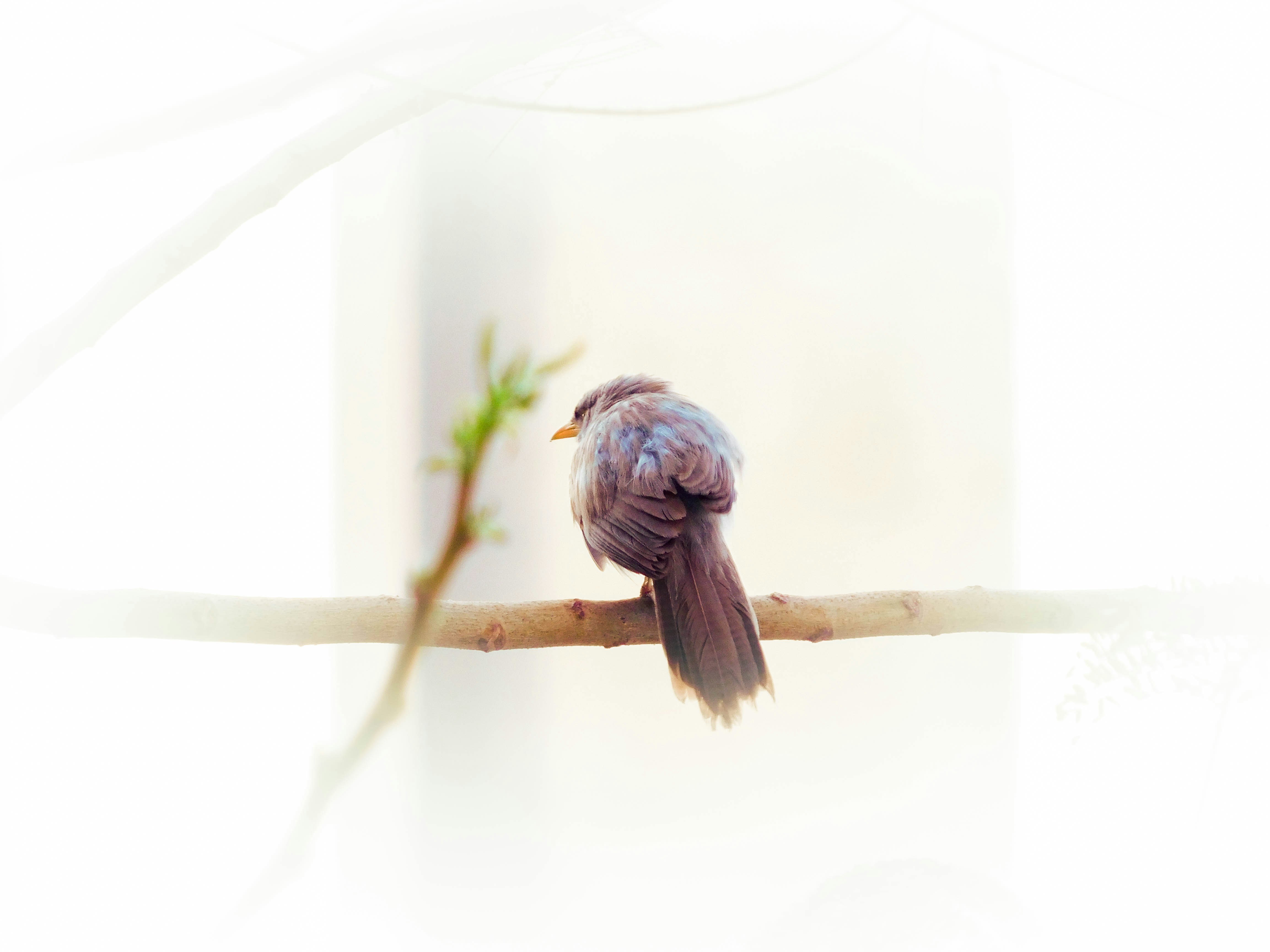 Liminal Light: A Violet-Brown Warbler Perched on a Branch