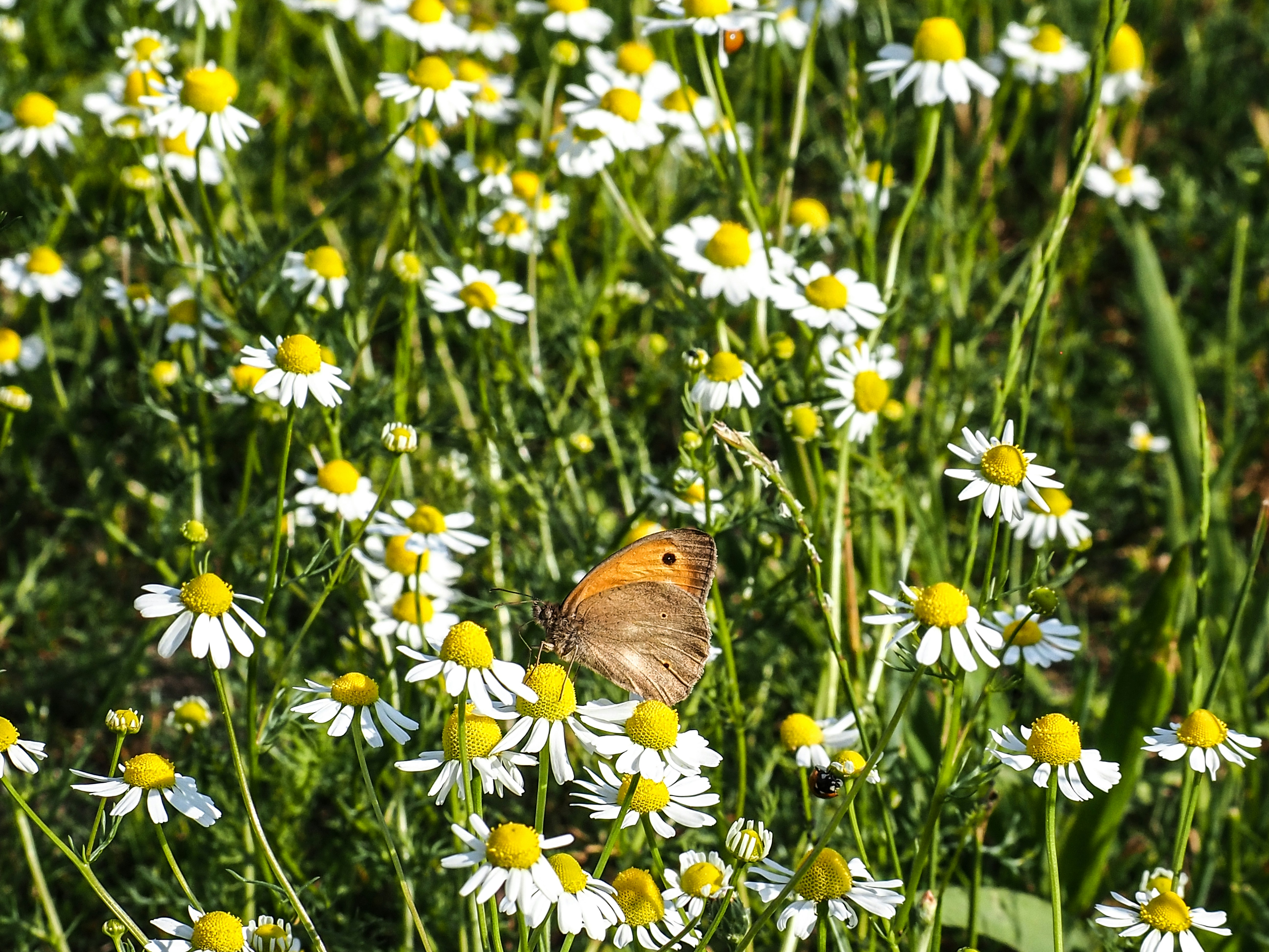 Veiled Monarch Among Daisies: A Butterfly's Quiet Pause