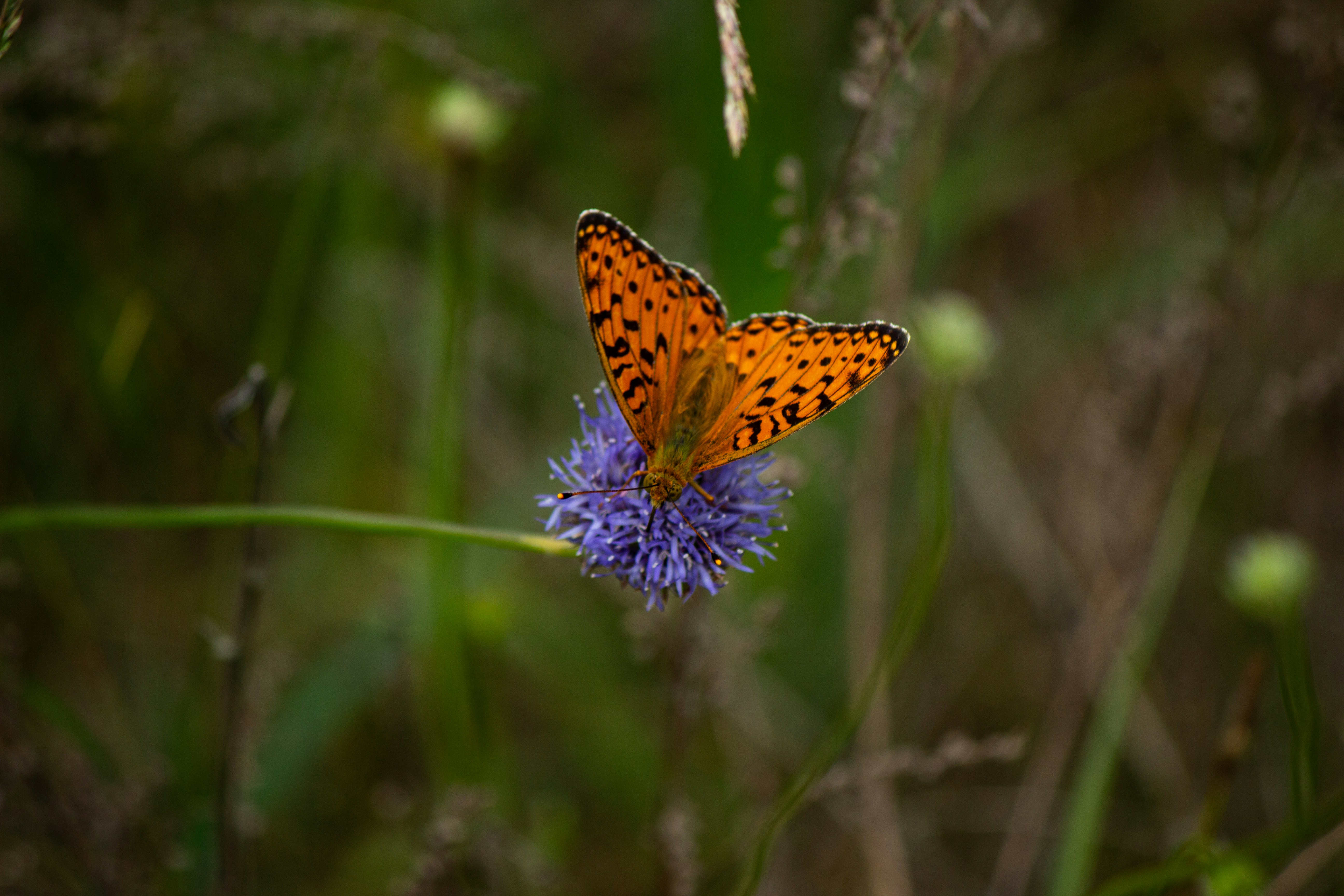 Orange-Striped Butterfly on a Purple Nectar Burst in a Sunlit Meadow