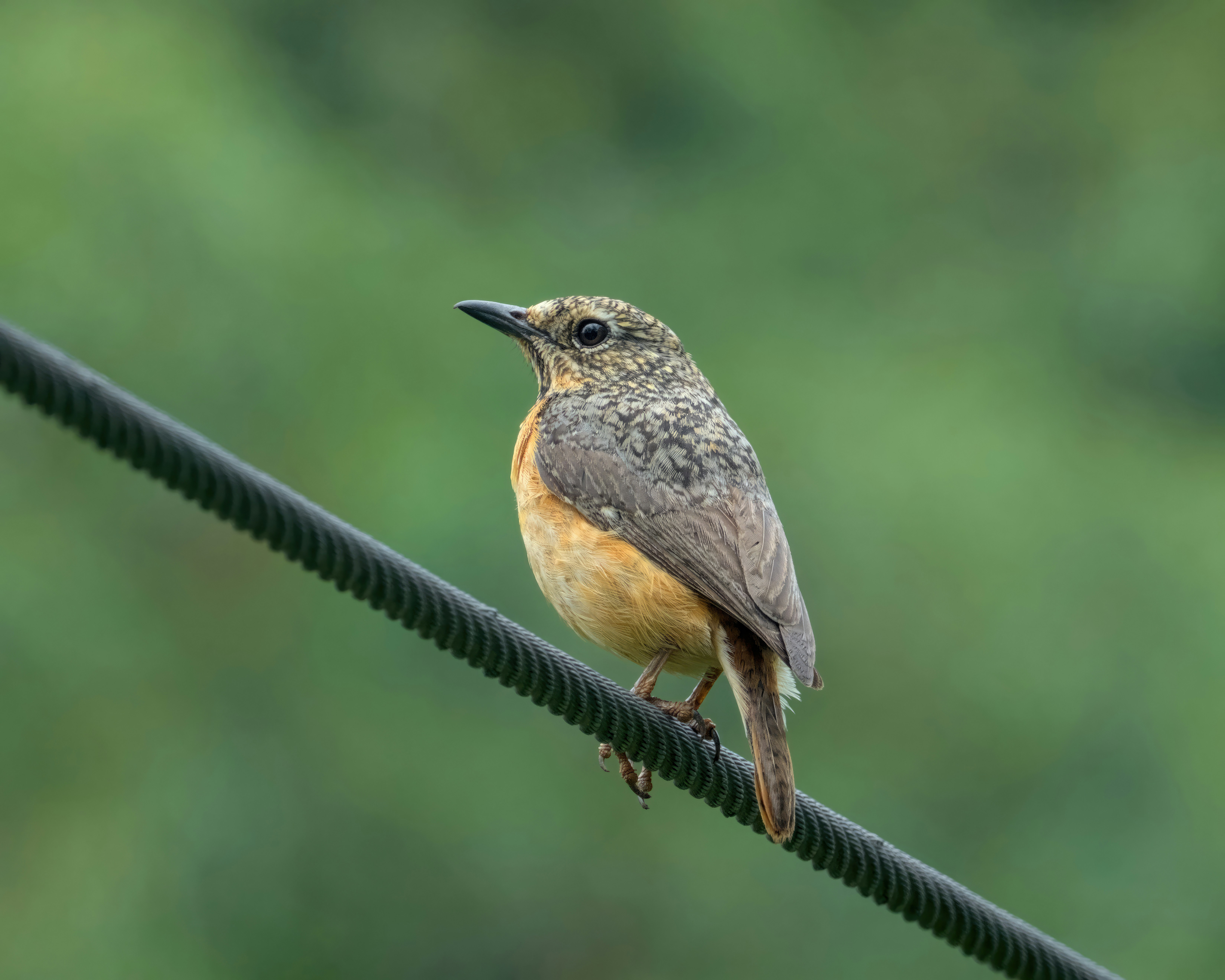 Miombo Rock-Thrush perched on a zipline against a soft-focus green backdrop.
