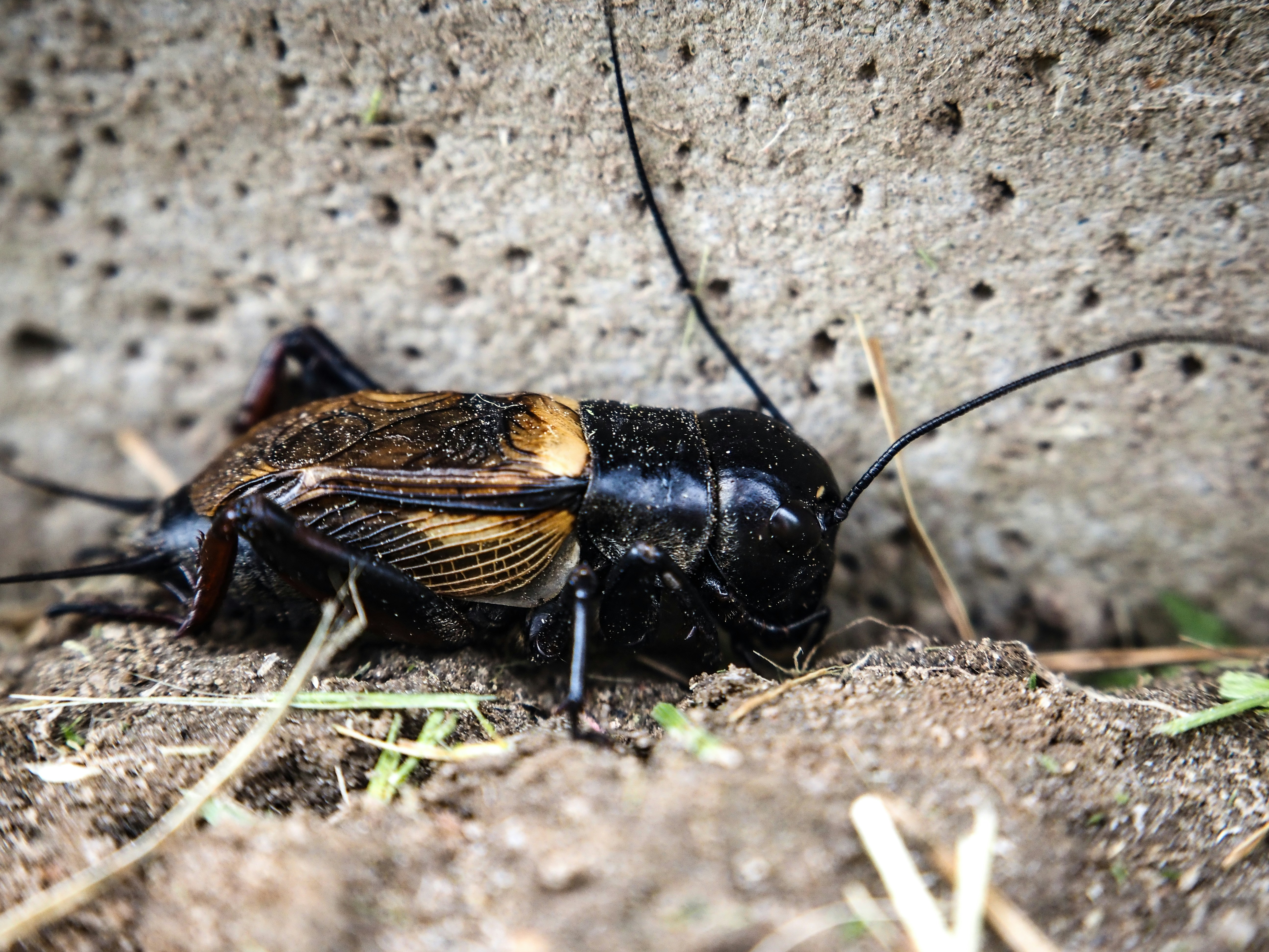 Close-up of a cricket resting on the ground near a textured surface, showcasing intricate details of its body and surroundings.