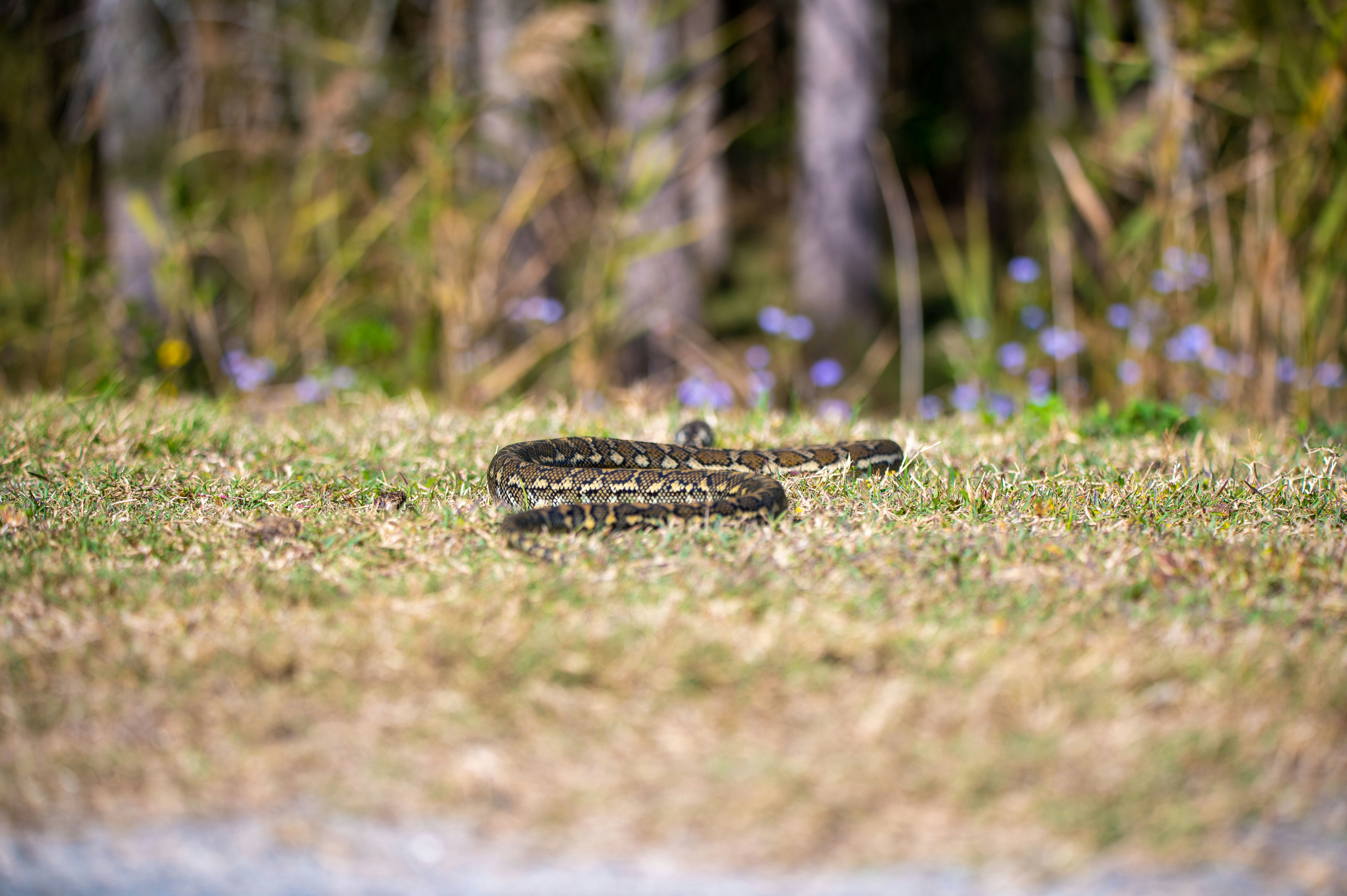 A snake that is laying down in the grass photo – Free Snake Image on ...