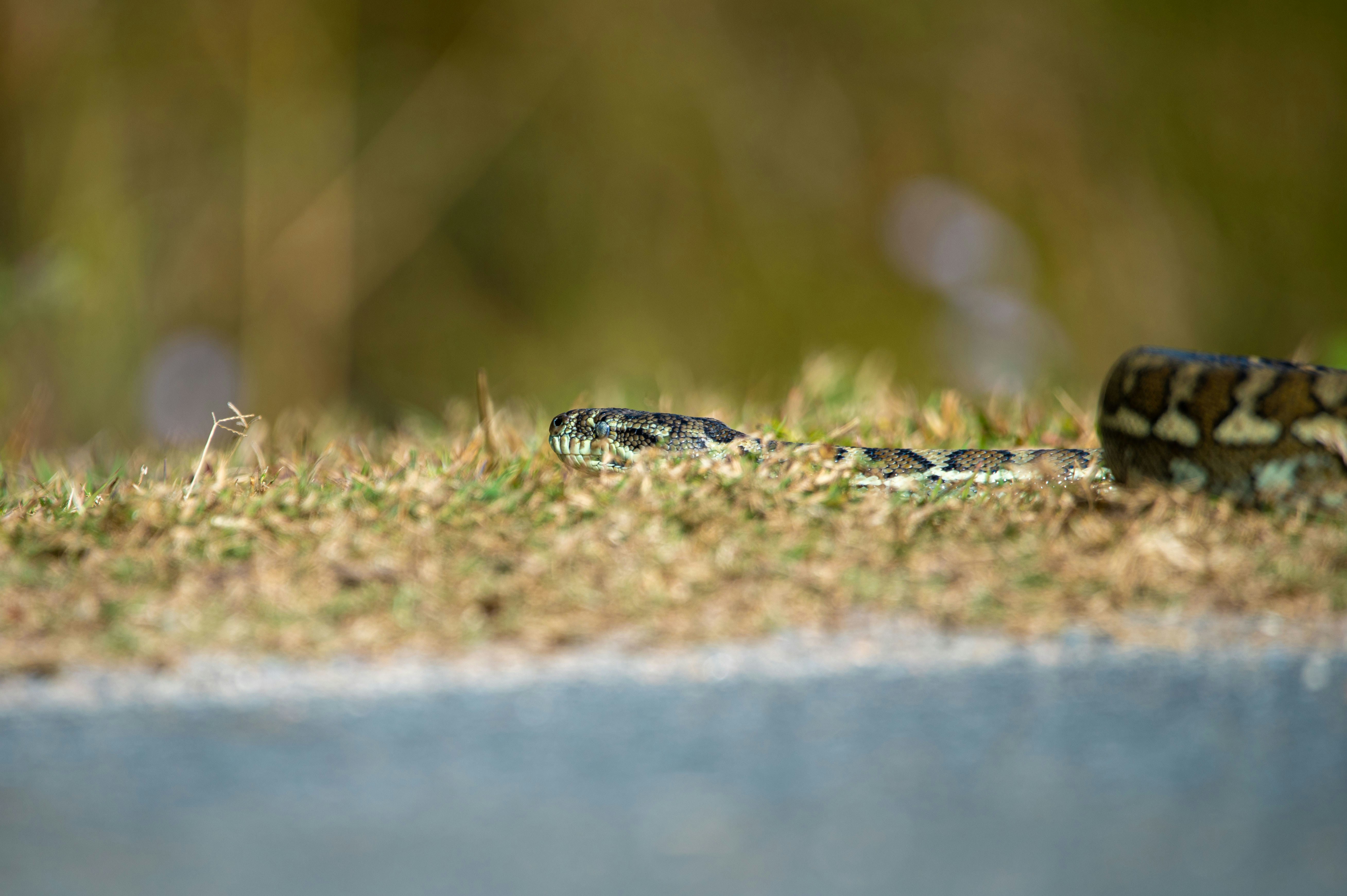 A snake that is laying down in the grass photo – Free Snake Image on ...