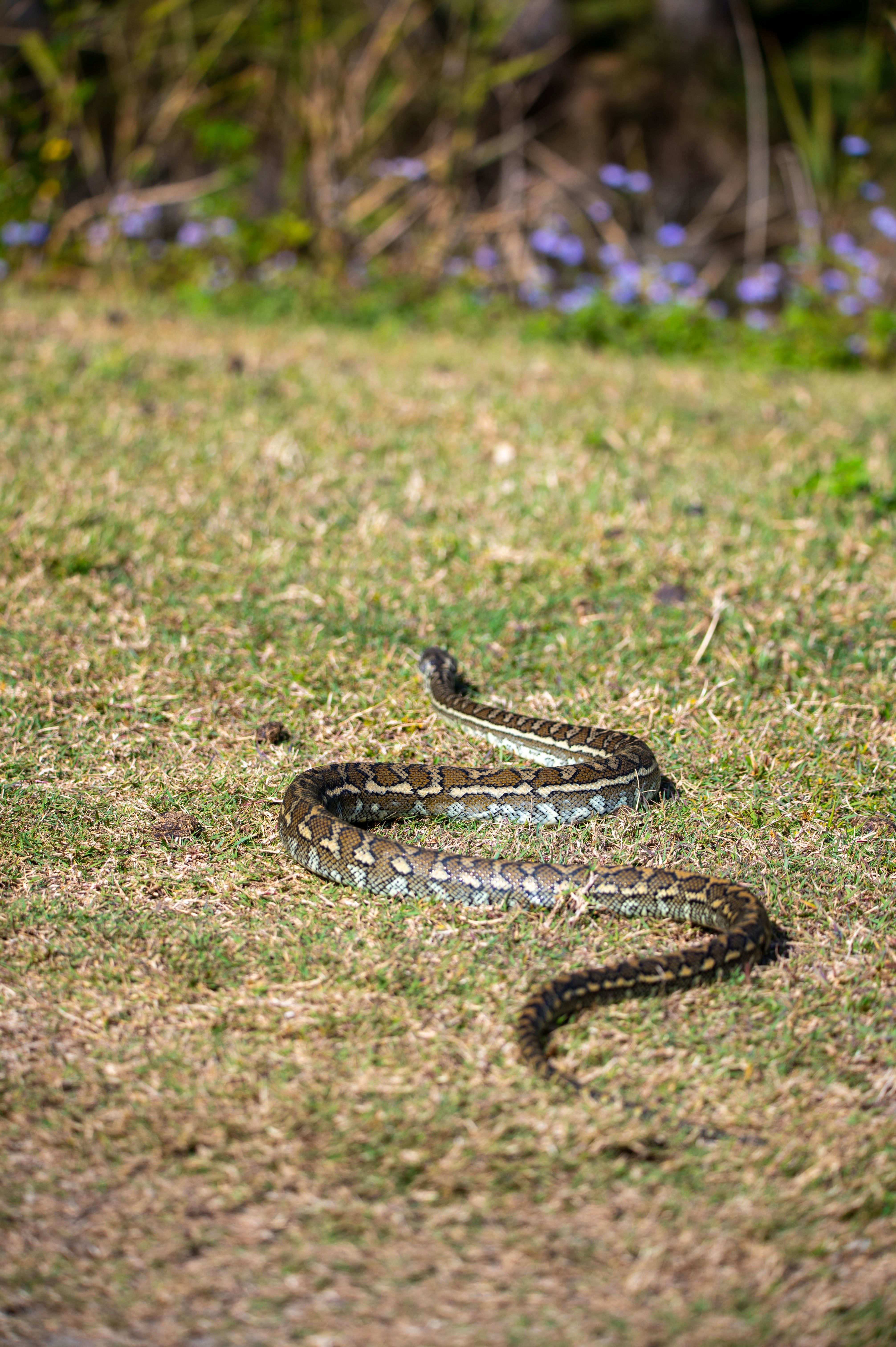 A snake that is laying down in the grass photo – Free Snake Image on ...