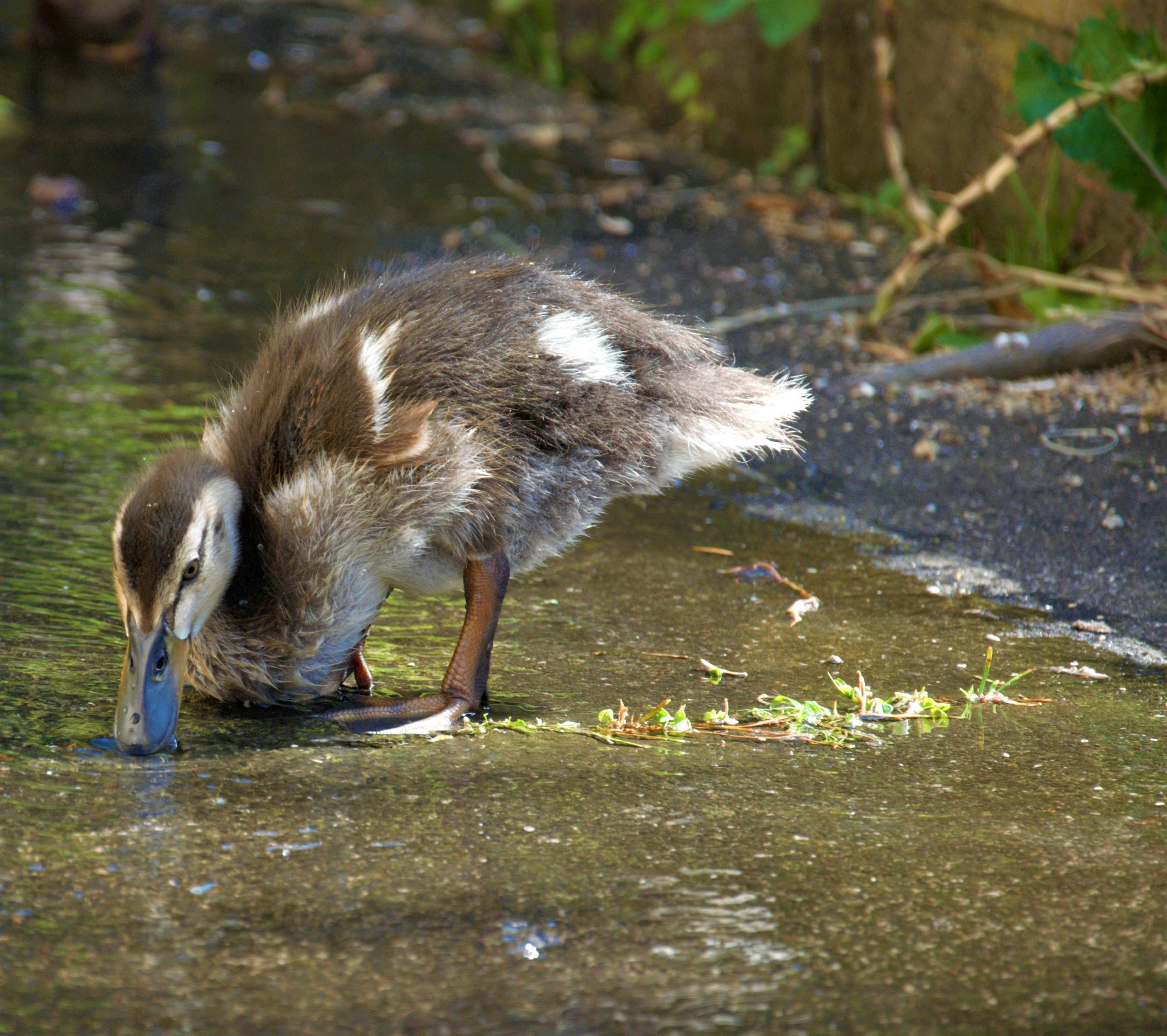 A duck is standing in a body of water photo – Free Auckland Image on ...