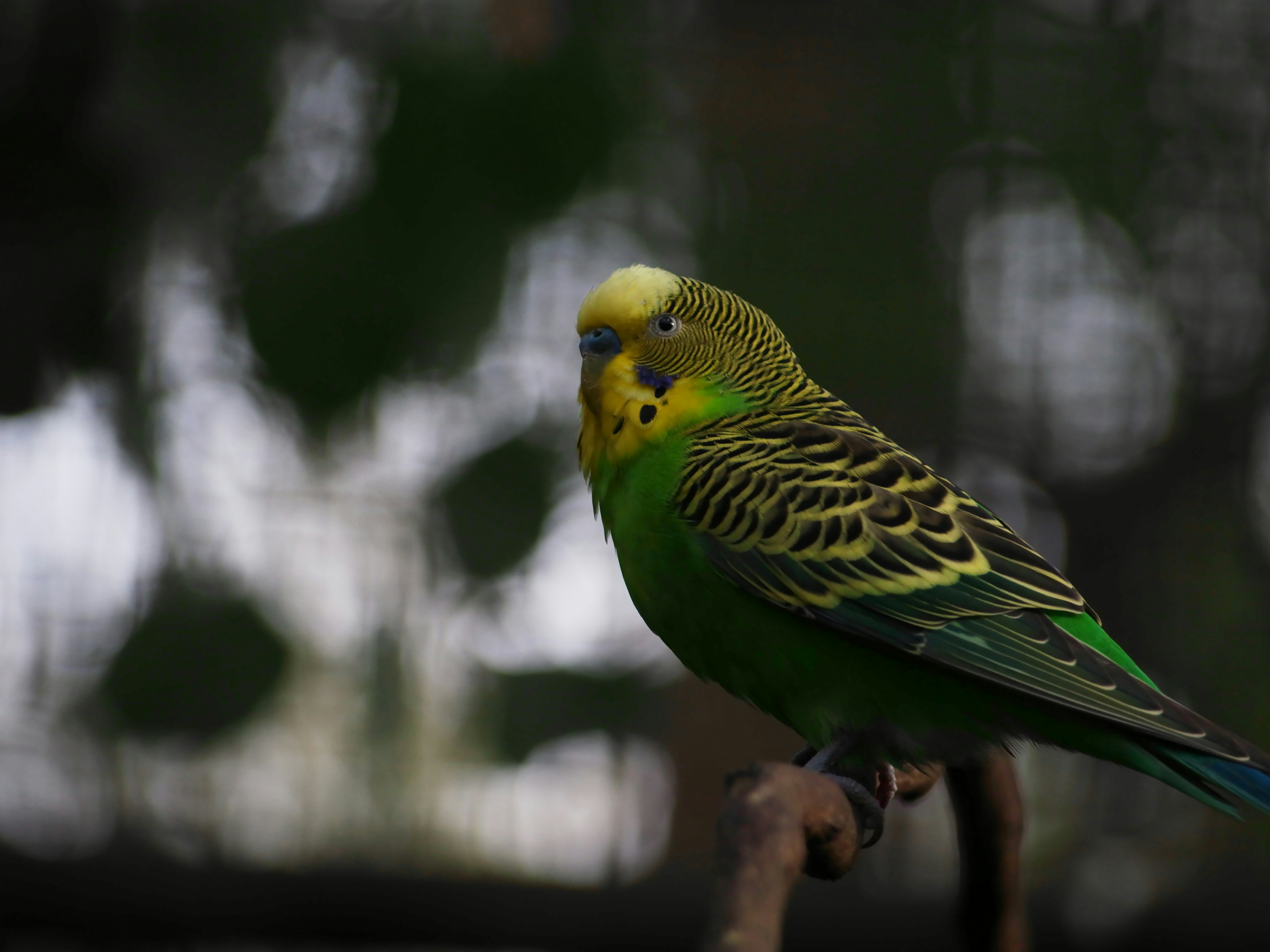 Emerald Quietude: A Budgerigar Perched in Dappled Shadow