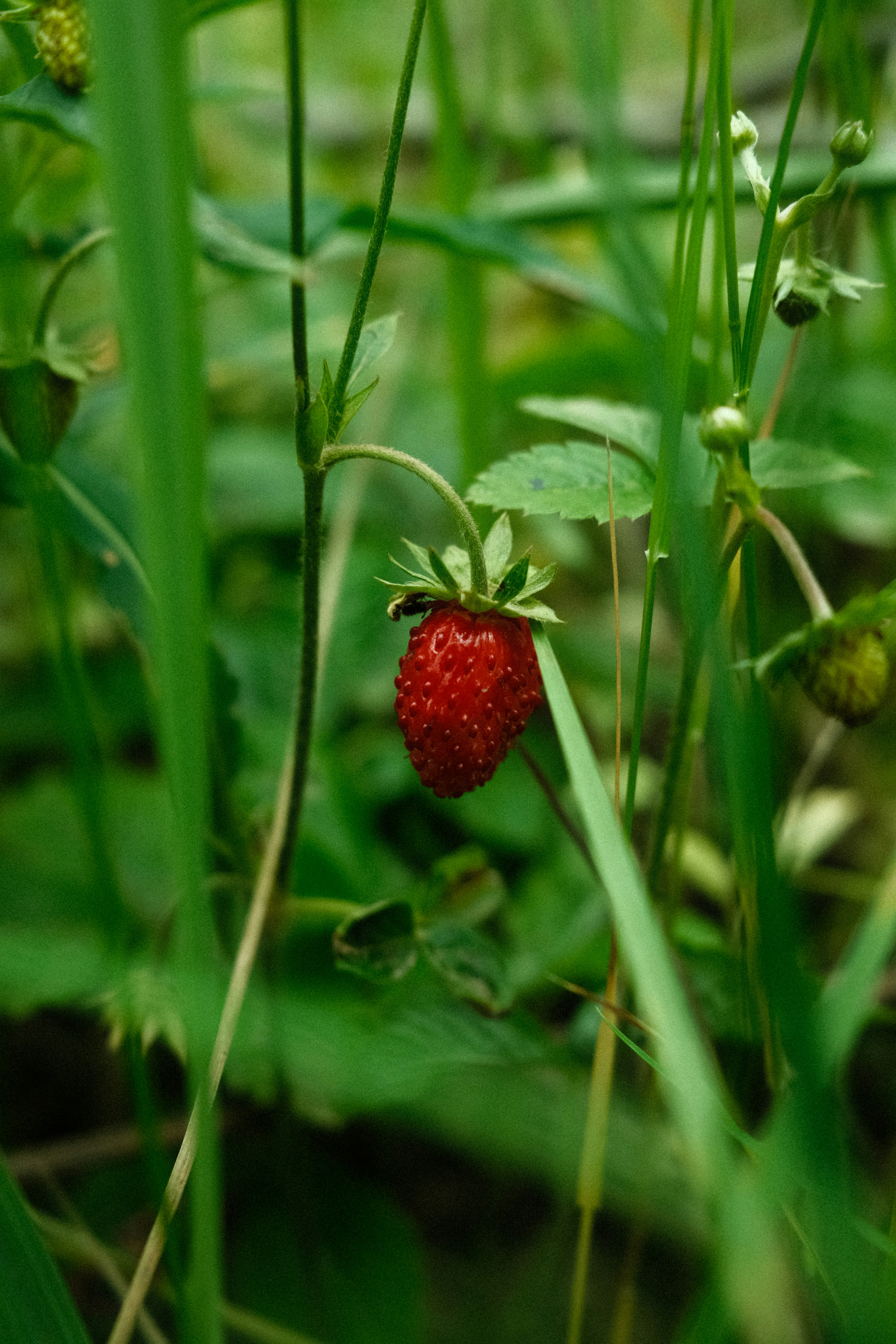 Photo by Kseniia Zapiatkina with Fujifilm X100V