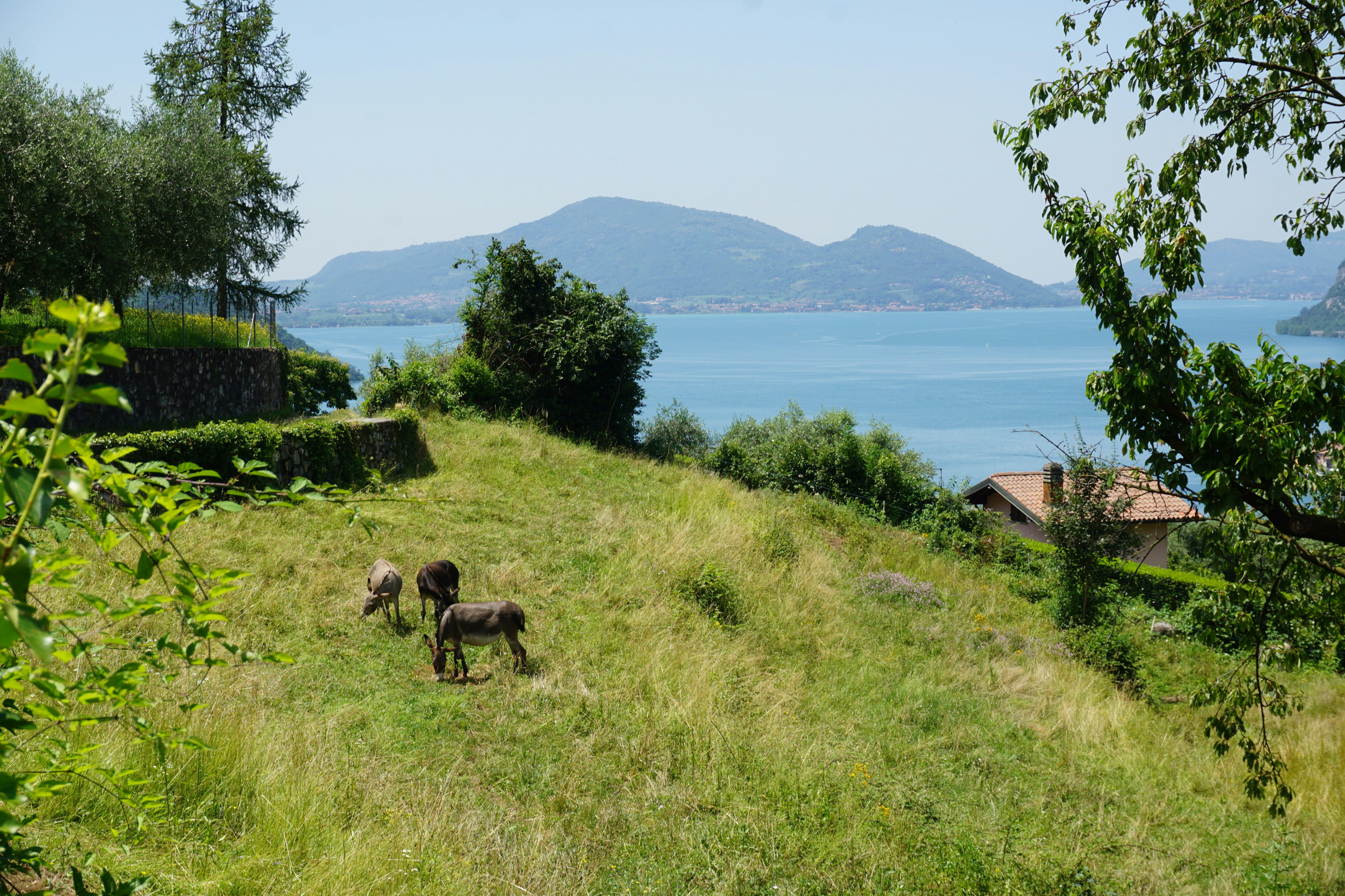Goats on a sunlit hillside framing a turquoise lake and distant hills