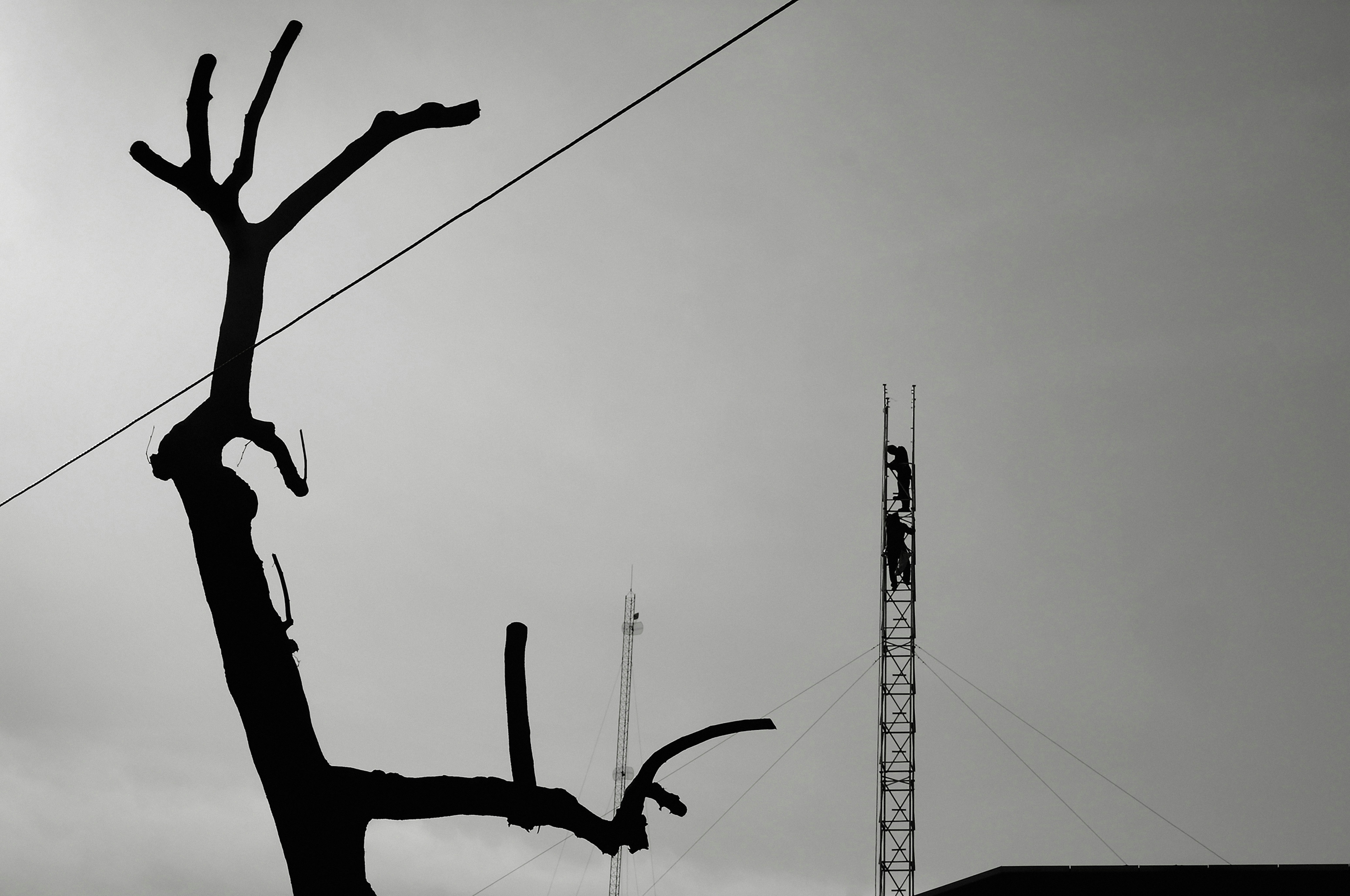 Skeletal Branches Meet a Transmission Tower Under a Monochrome Sky