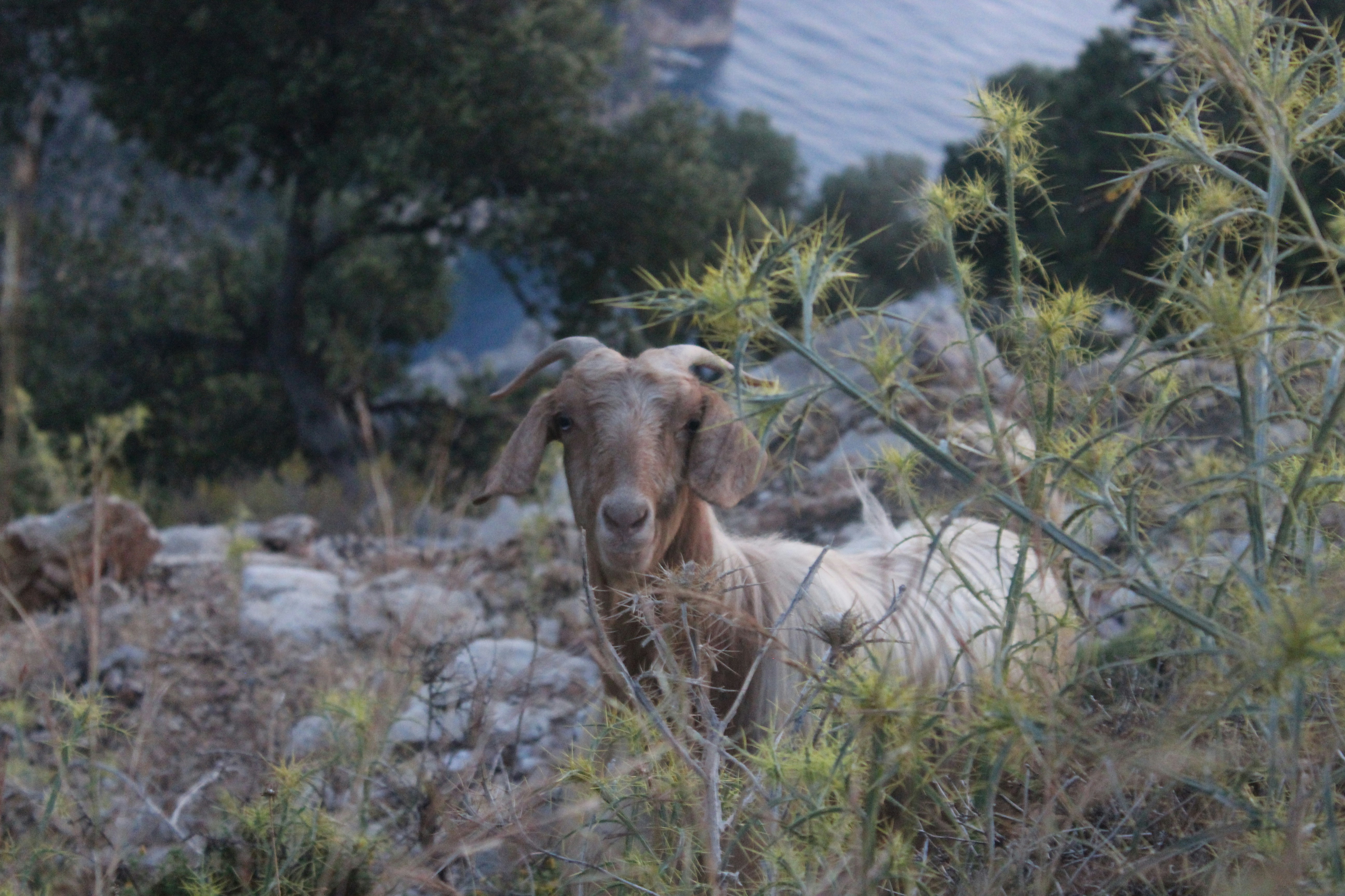 Cragbound Refuge: A Curious Goat Pauses Amid Rugged Scrub
