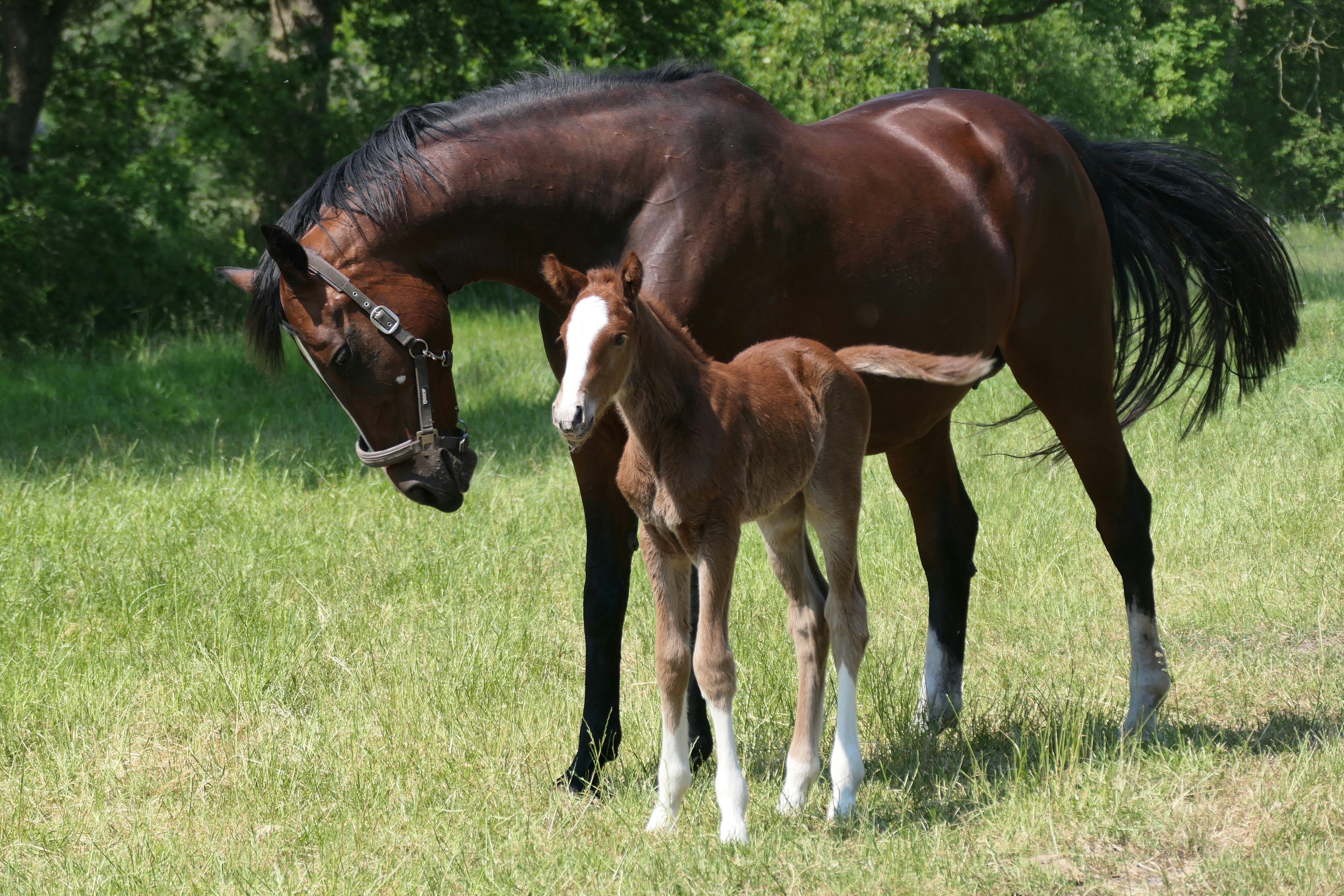 A mare with her one-day-old foal in the pasture. | a brown horse standing next to a baby horse on a lush green field