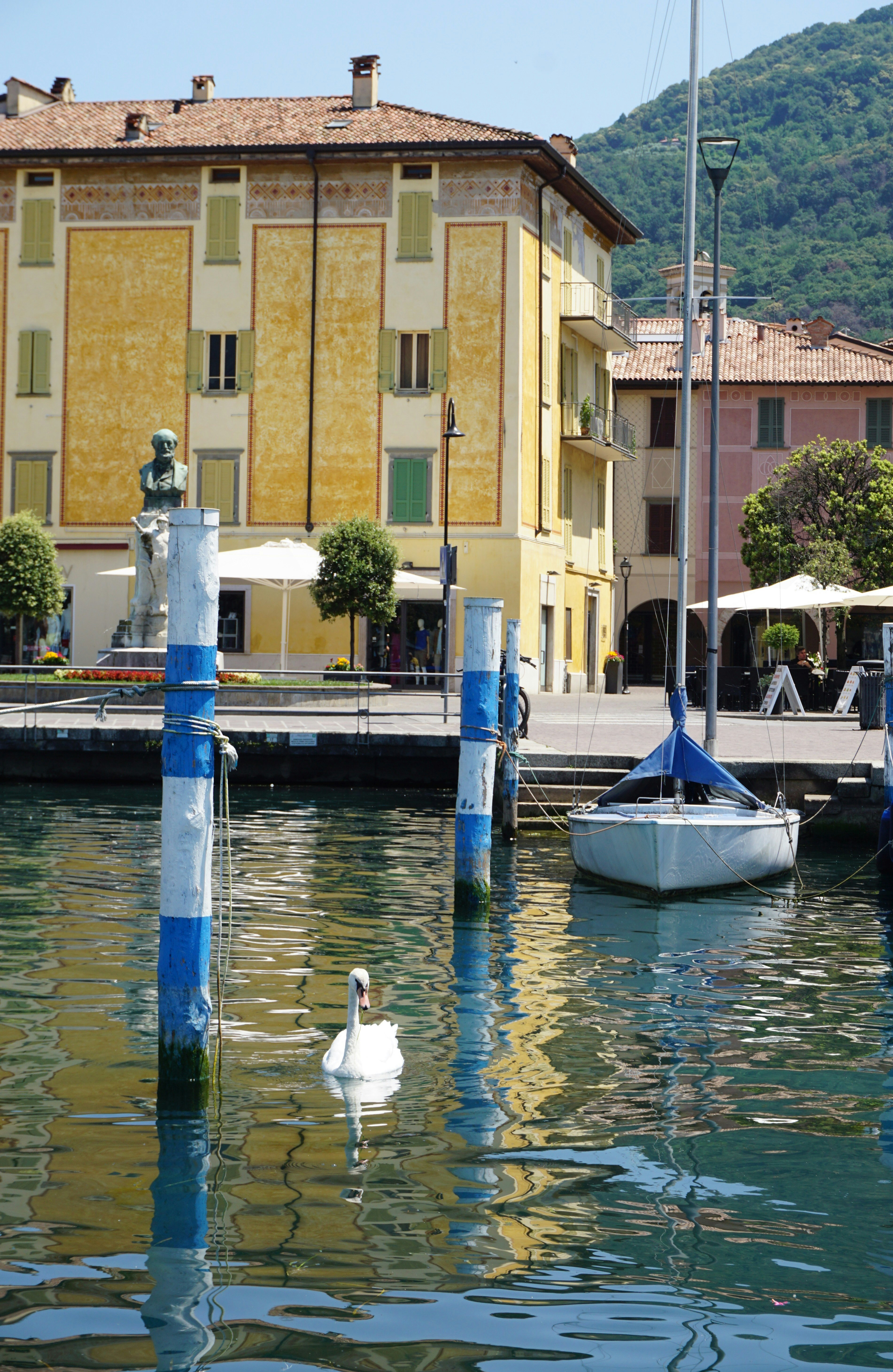 Swan on a Calm Canal Before a Pastel Waterfront