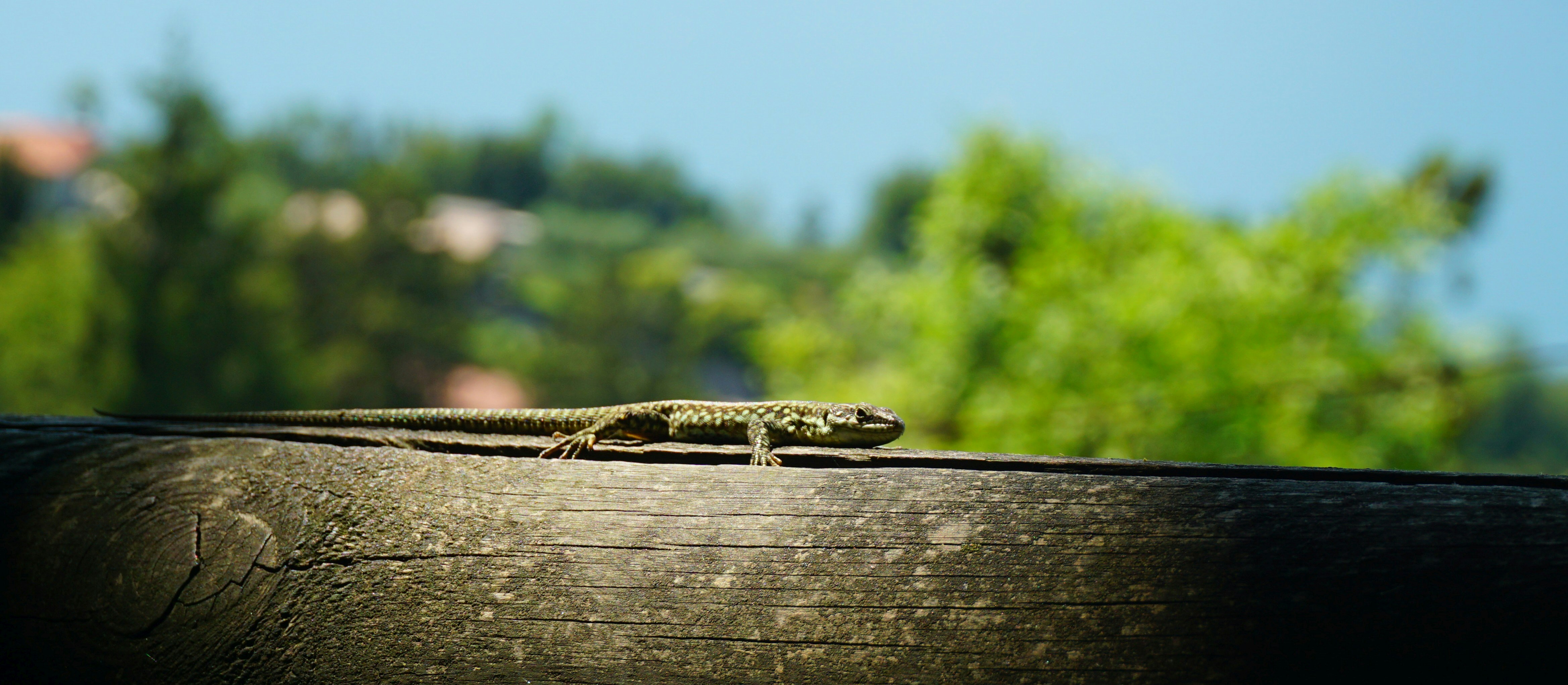 A lizzard enjoys the sun on a railing.