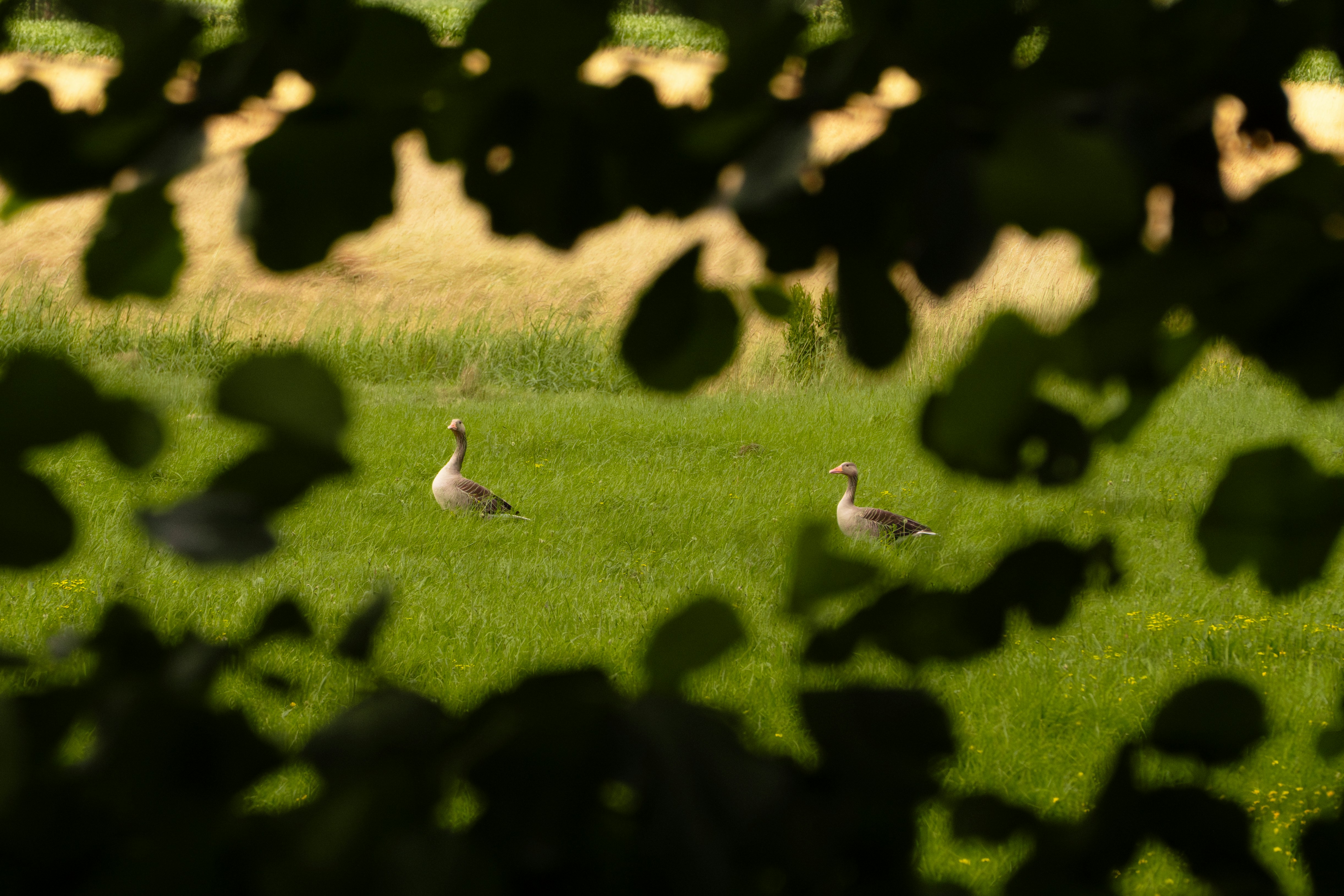 Two Sandhill Cranes Gleaning a Sunlit Meadow