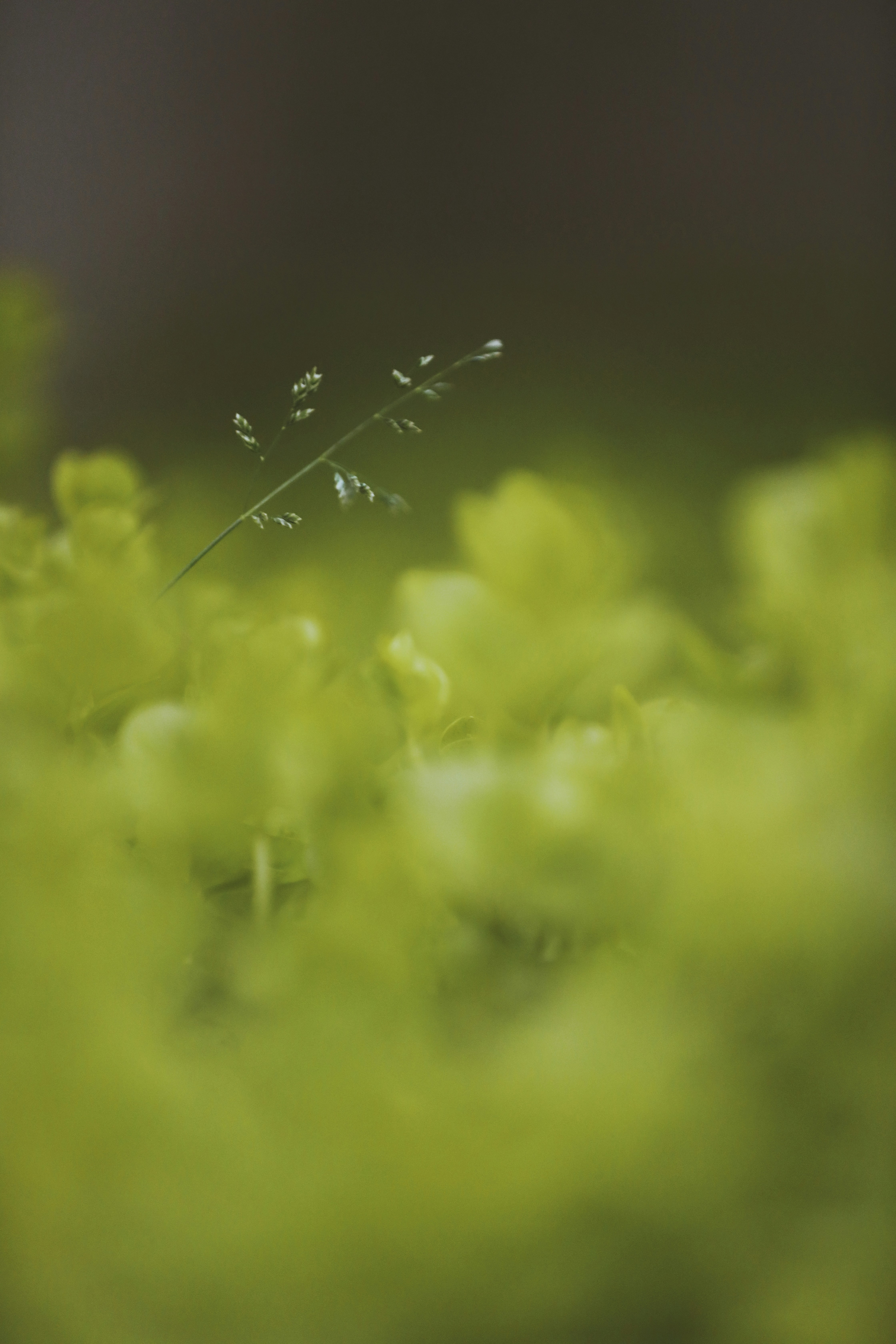 Photo by Aref Loni with Canon EOS 5D Mark IV