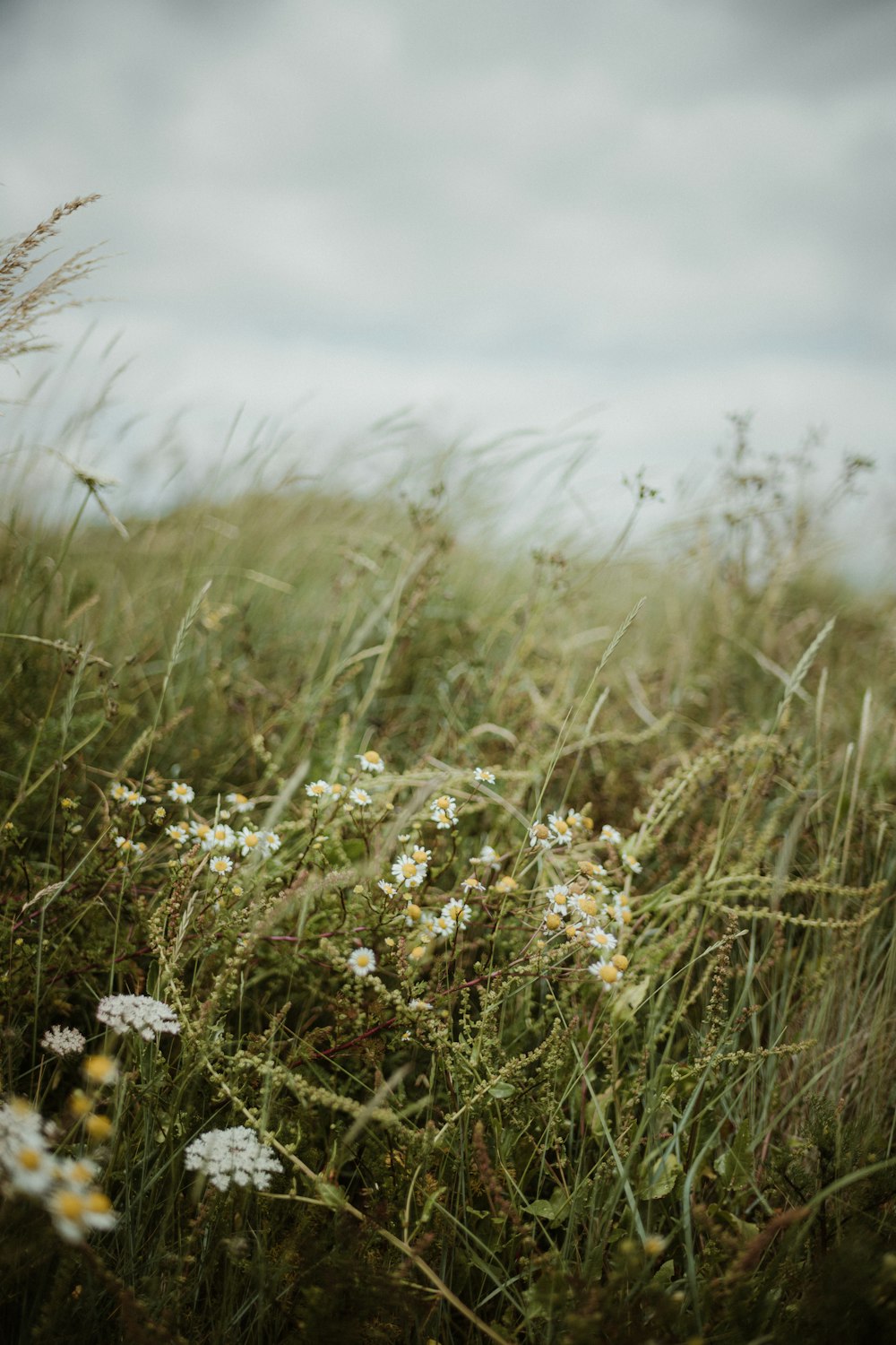 Un bouquet de fleurs sauvages qui sont dans l’herbe photo – Photo La ... Un bouquet de fleurs sauvages qui sont dans l’herbe photo – Photo La ...